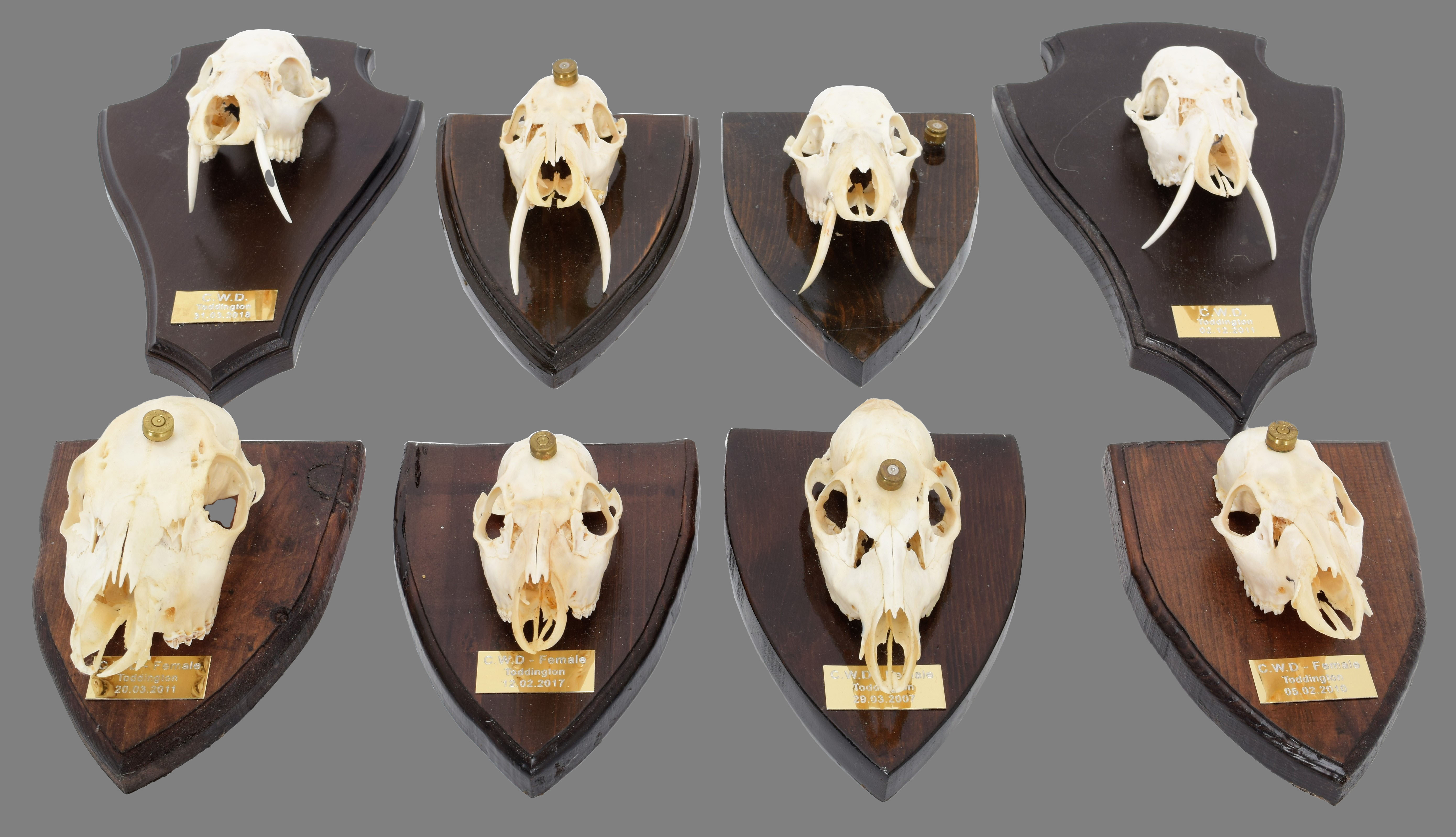 Lot 112 - Skulls/Anatomy: Chinese Water Deer Game