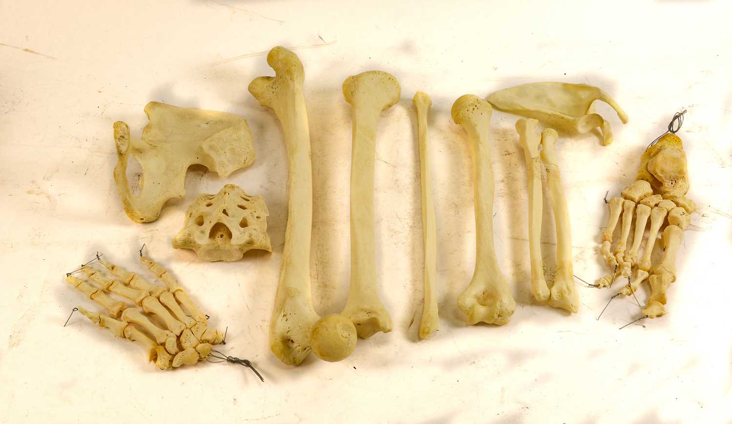 Lot 2201 - Adam Rouilly Human Osteology Half Skeleton