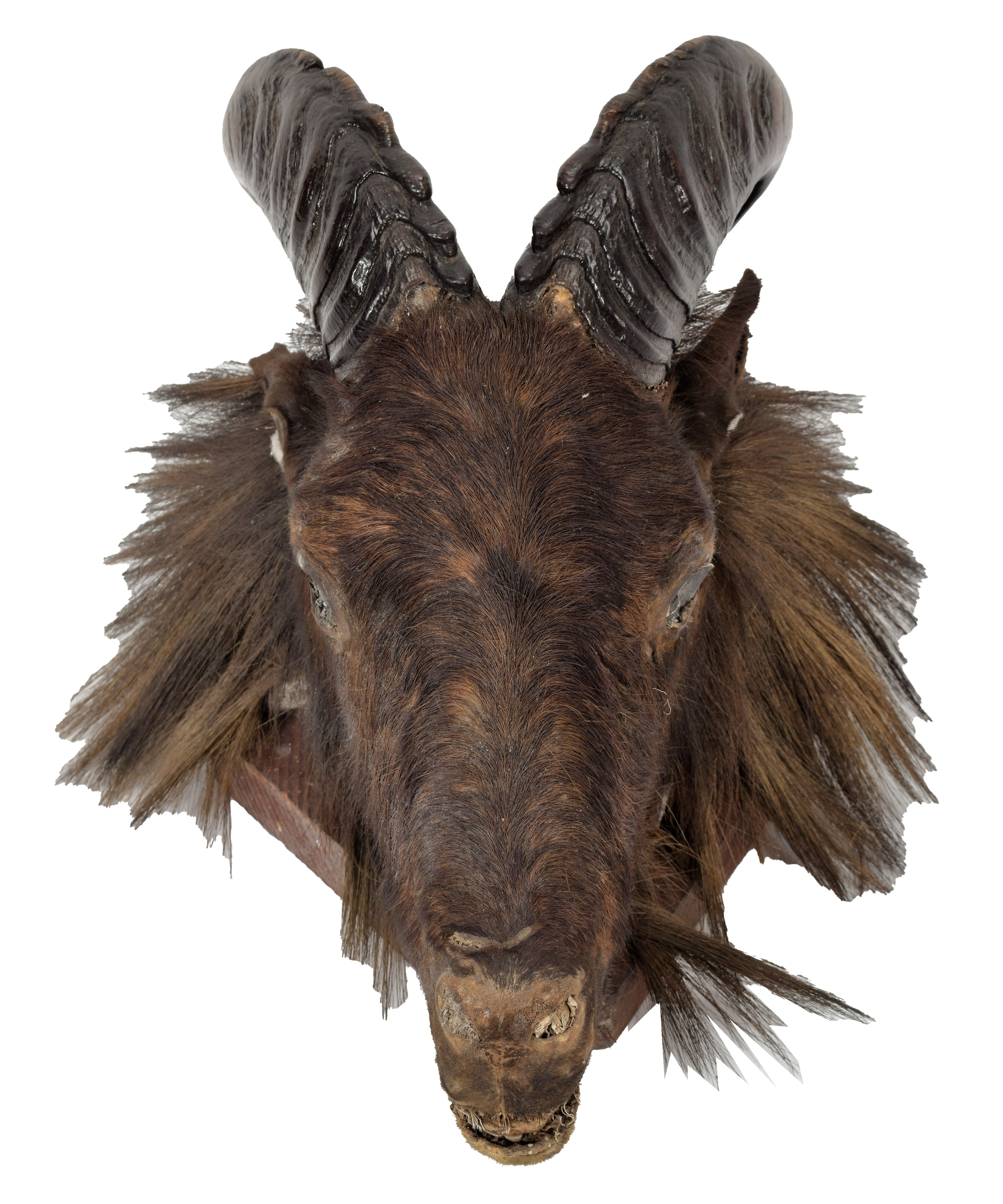 Lot 45 - Taxidermy: Himalayan Tahr (Hemitragus