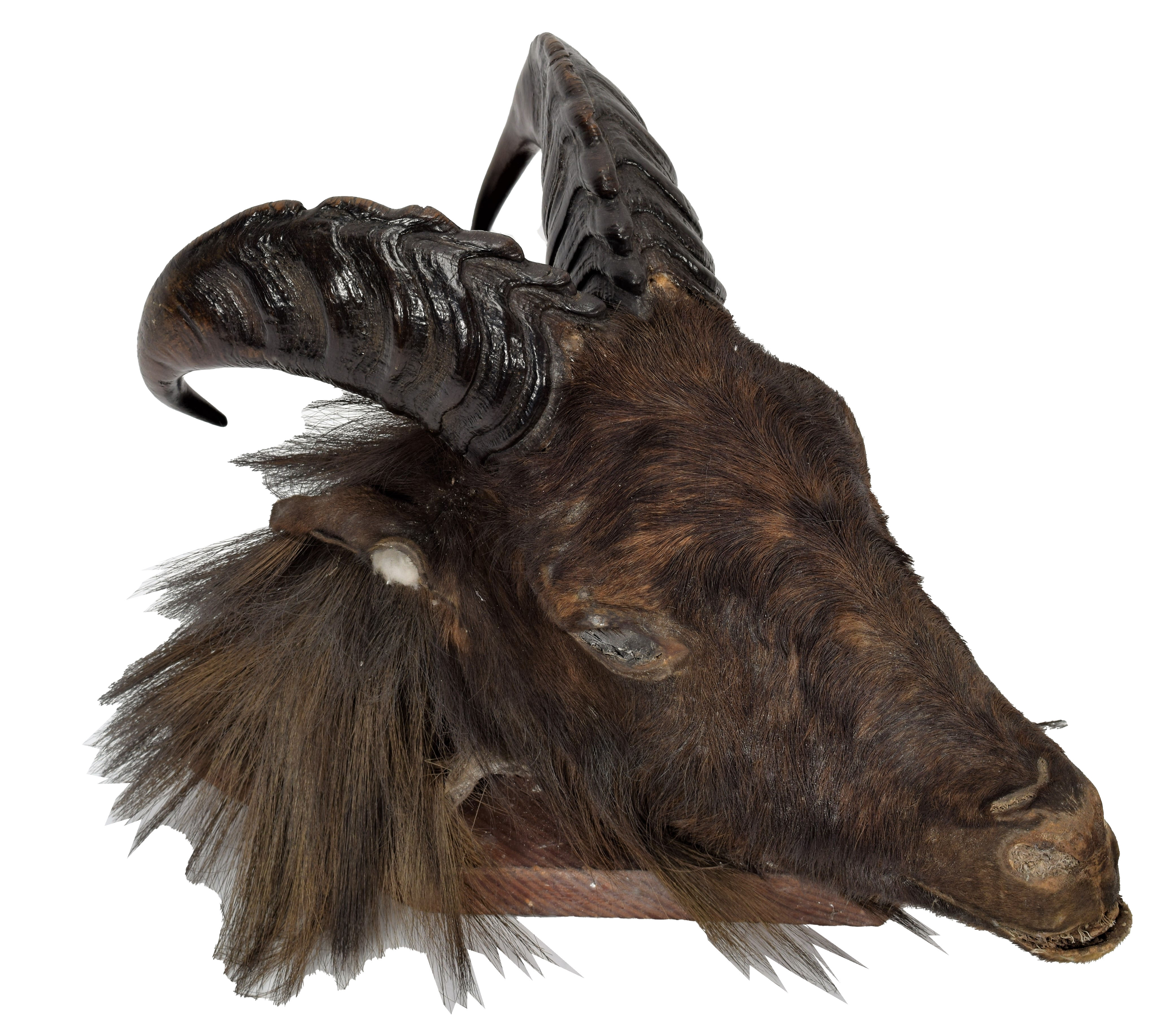 Lot 45 - Taxidermy: Himalayan Tahr (Hemitragus