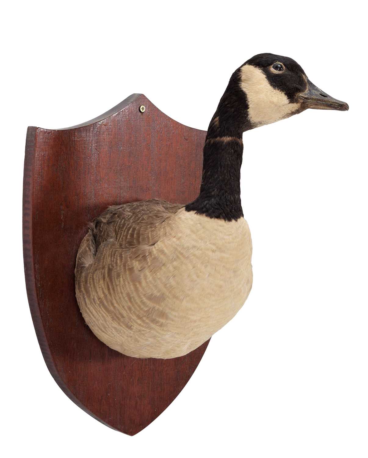 Lot 151 - Taxidermy: Canada Goose Neck Mount (Branta