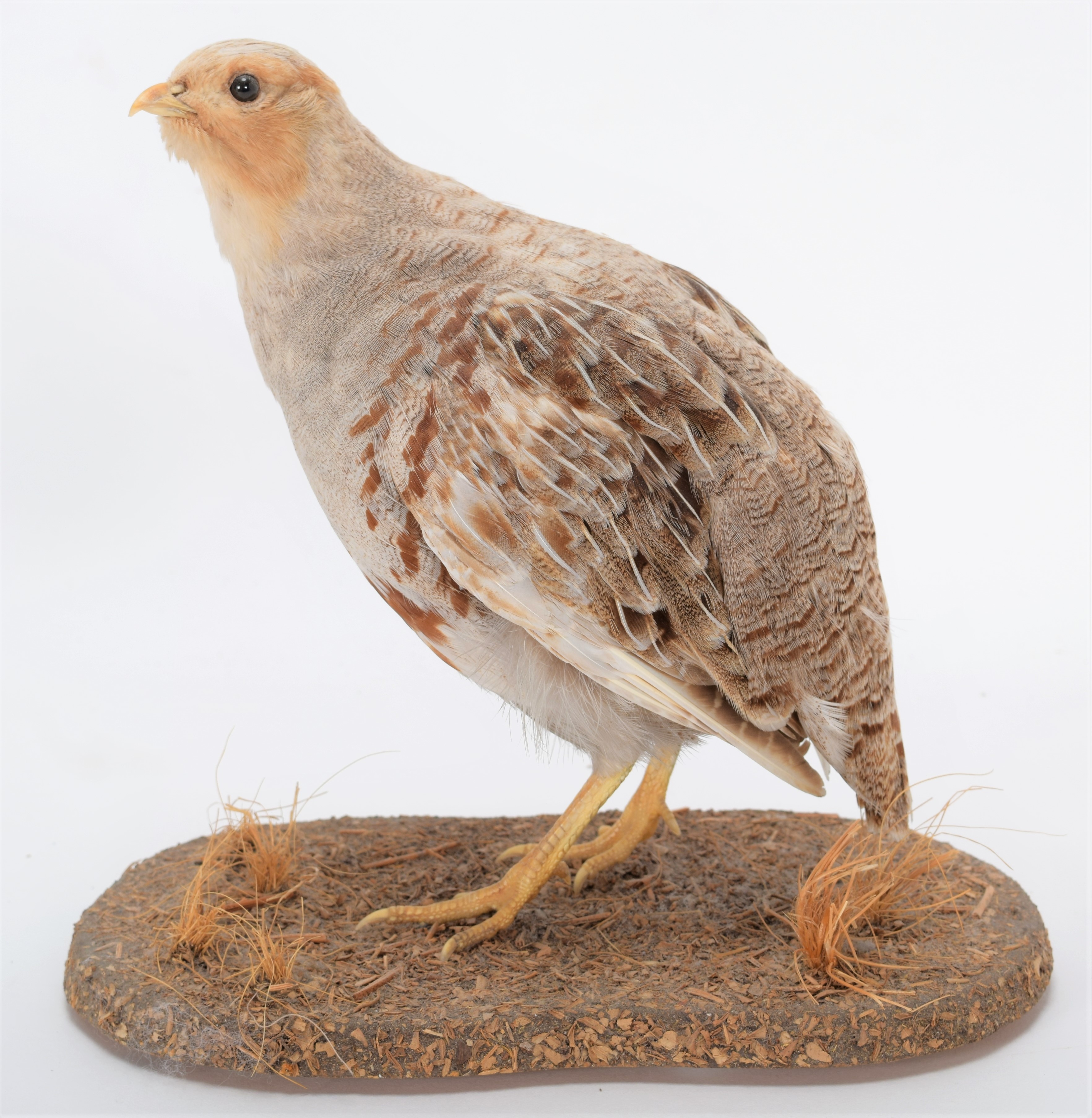 Lot 154 - Taxidermy: A Group of Countryside Game Birds,
