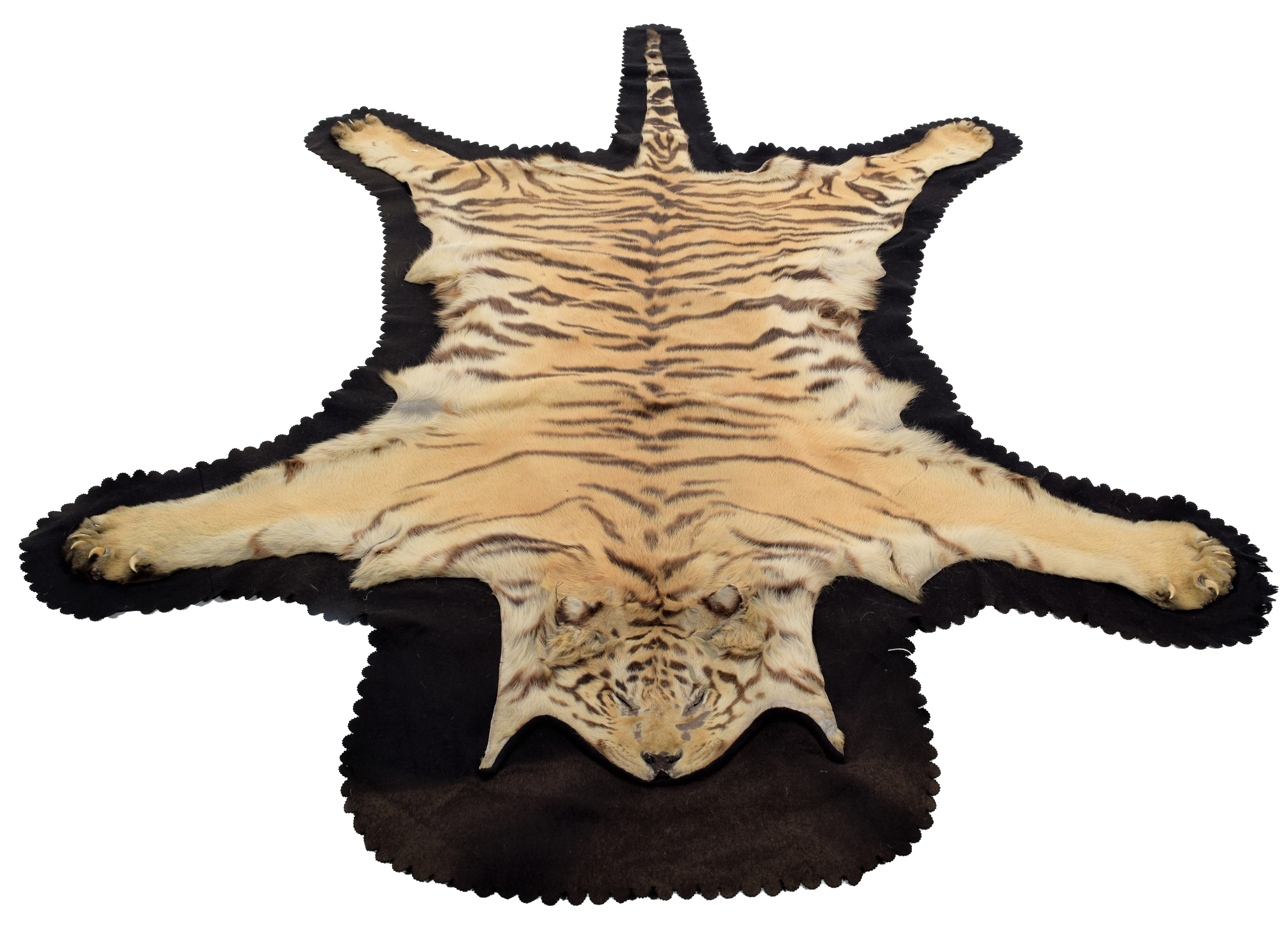 Lot 163 - Taxidermy: Bengal Tiger Skin Rug (Panthera