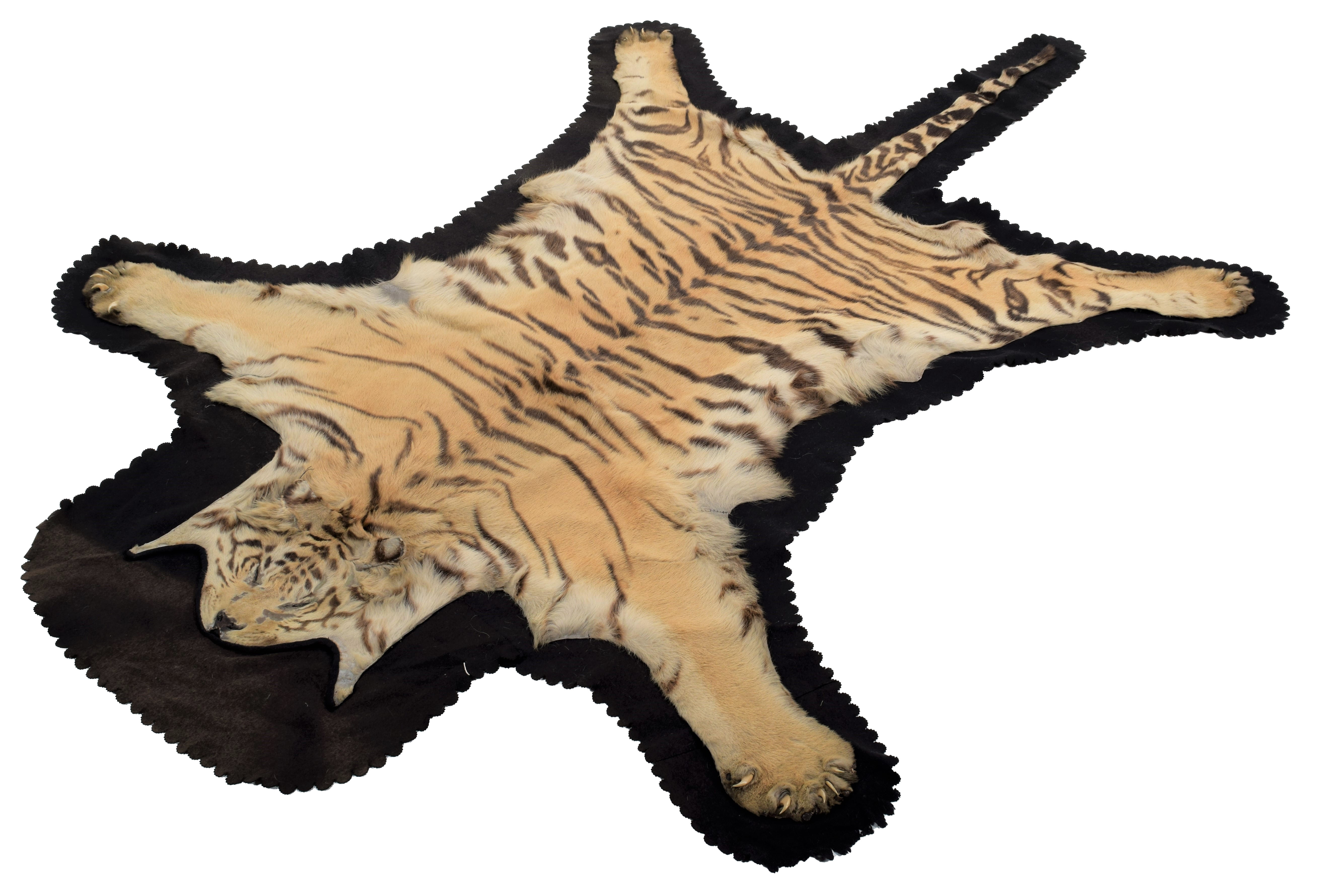 Lot 163 - Taxidermy: Bengal Tiger Skin Rug (Panthera
