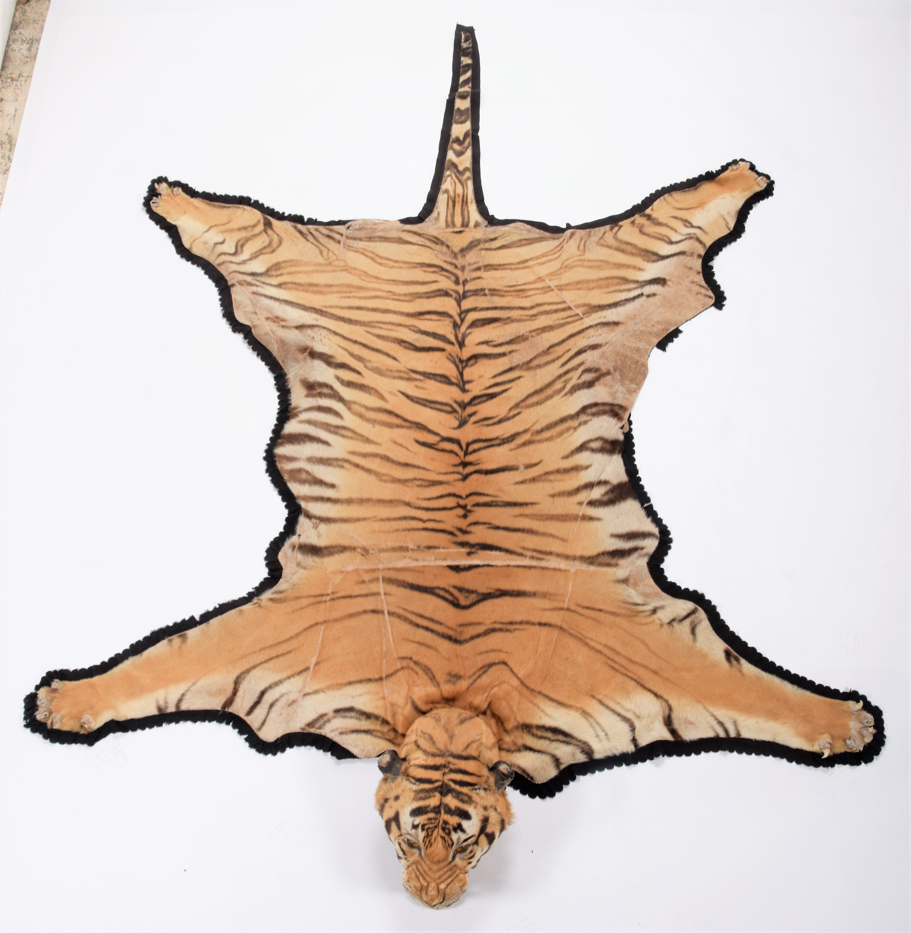 Lot 364 - Taxidermy: Bengal Tiger Skin Rug (Panthera