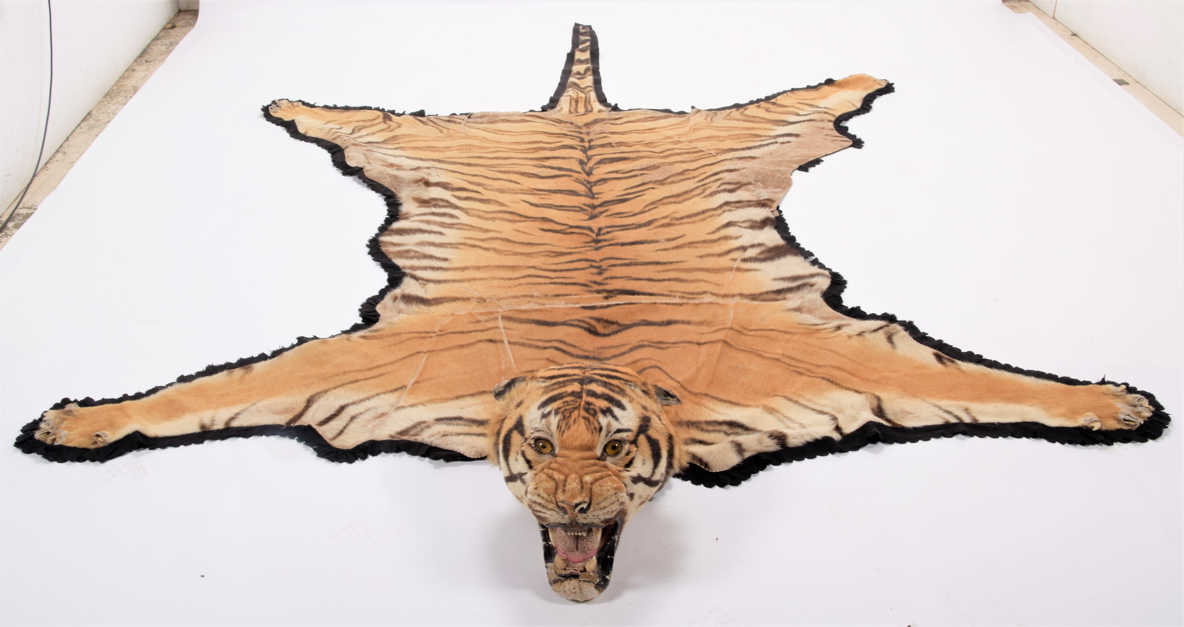 Lot 364 - Taxidermy: Bengal Tiger Skin Rug (Panthera