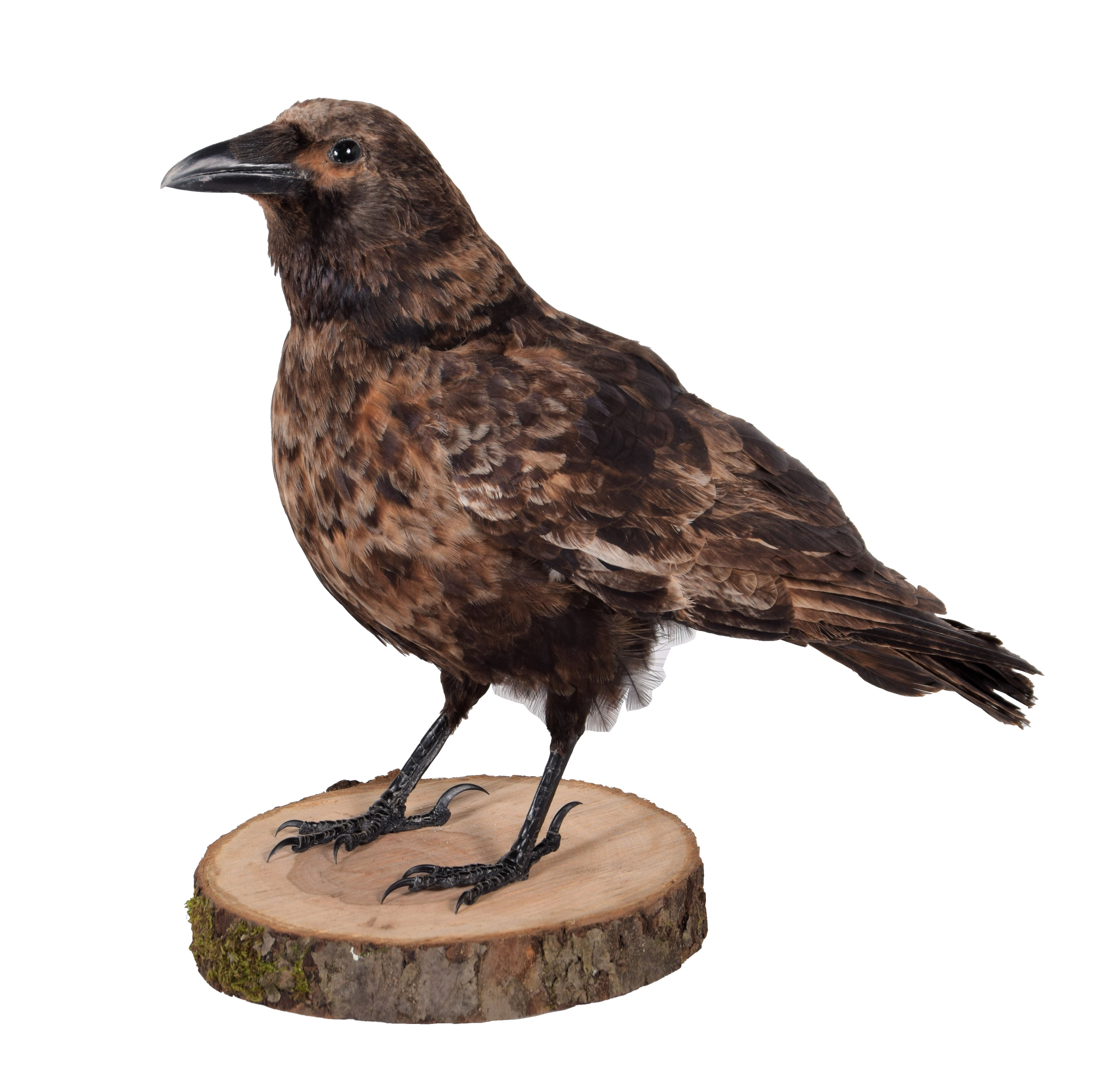 Lot 196 - Taxidermy: A European Crow (Corvus corax),