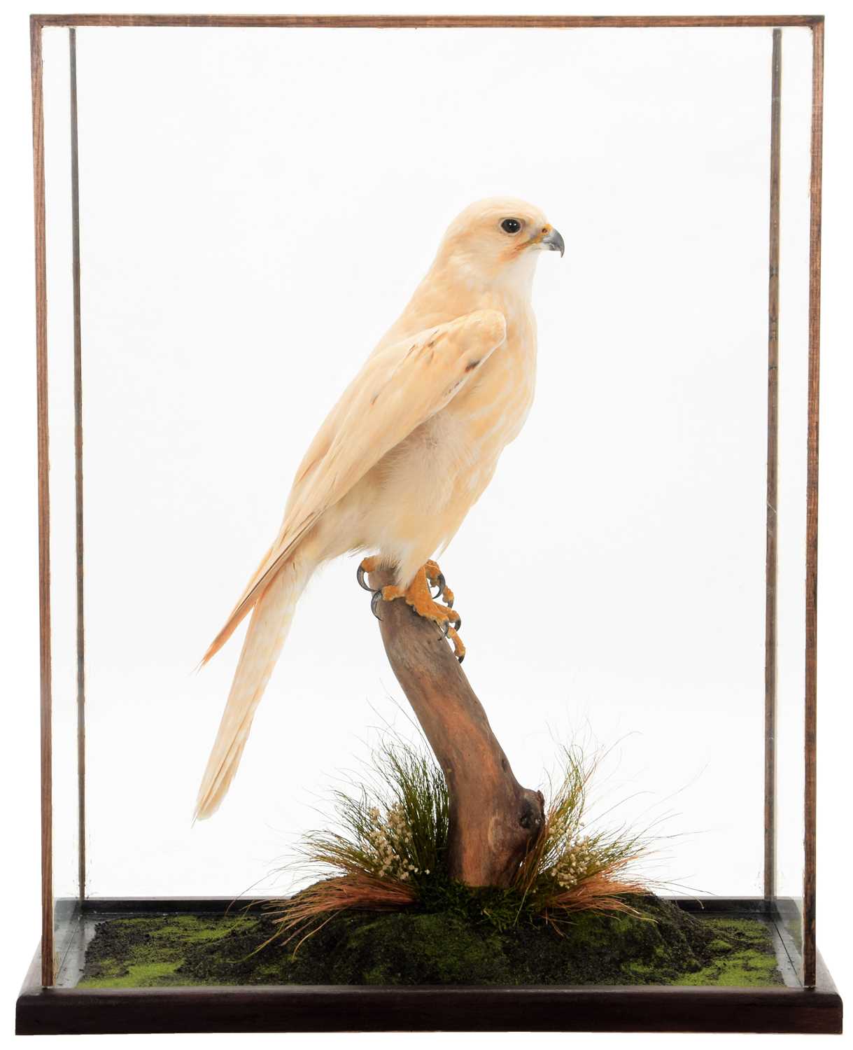 Lot 285 - Taxidermy: A Cased Leucistic Gyr Saker