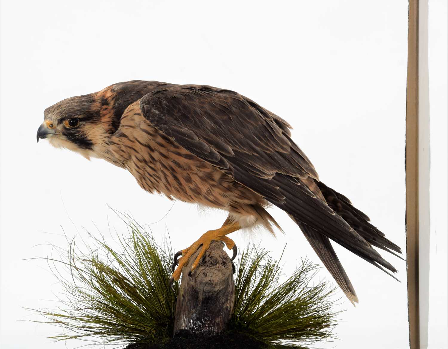 Lot 354 - Taxidermy: A Cased Barbary Falcon (Falco