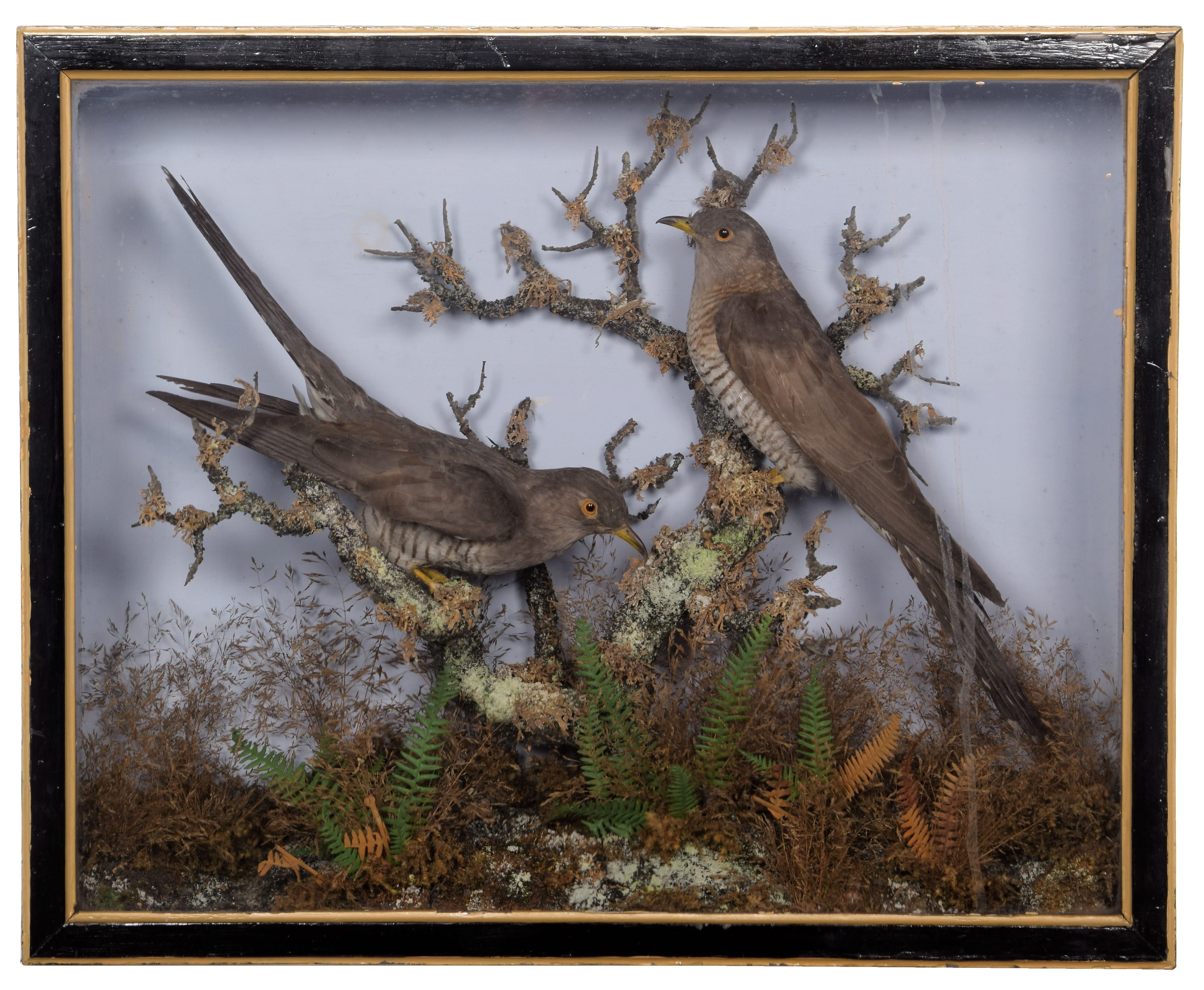 Lot 359 - Taxidermy: A Late Victorian Cased Pair of