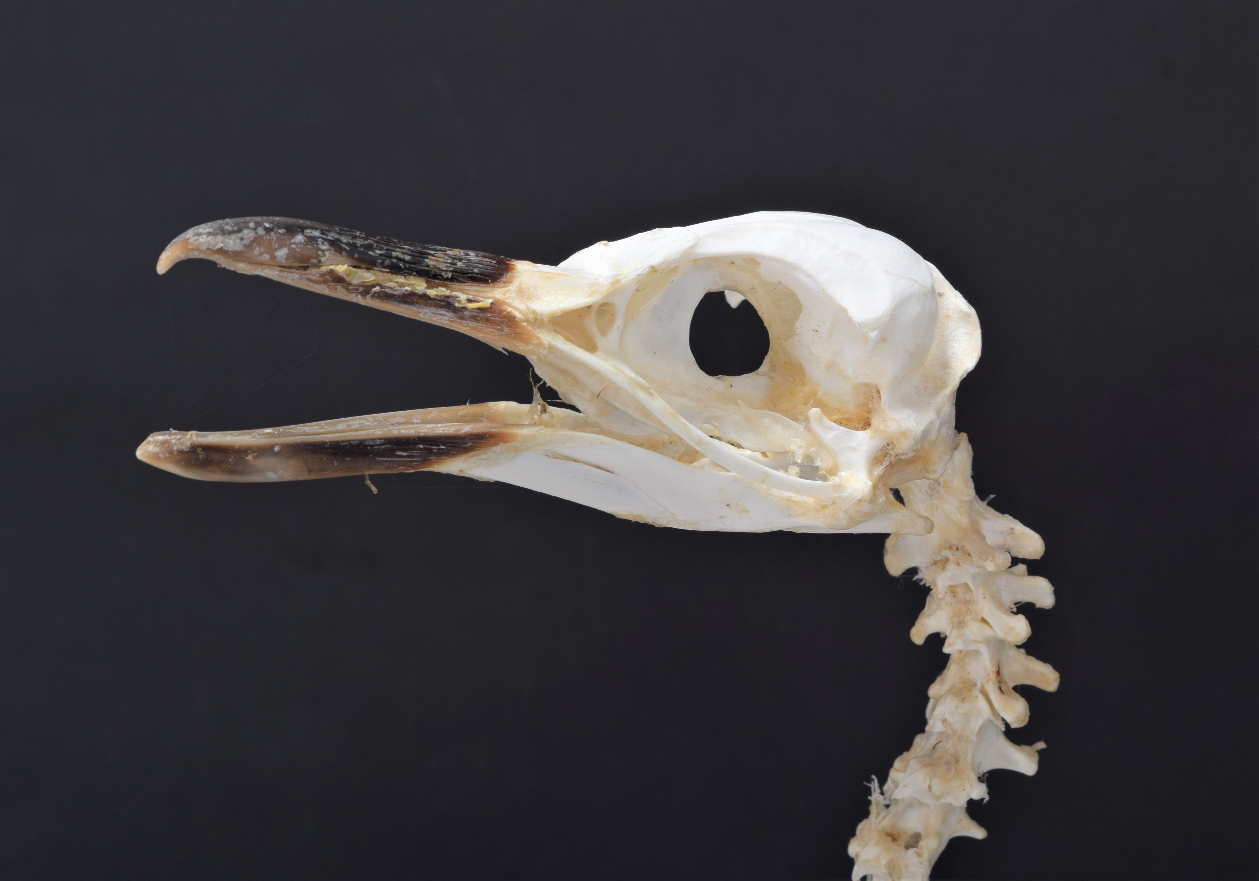 Lot 44 - Skeletons/Anatomy: A Megellanic Penguin