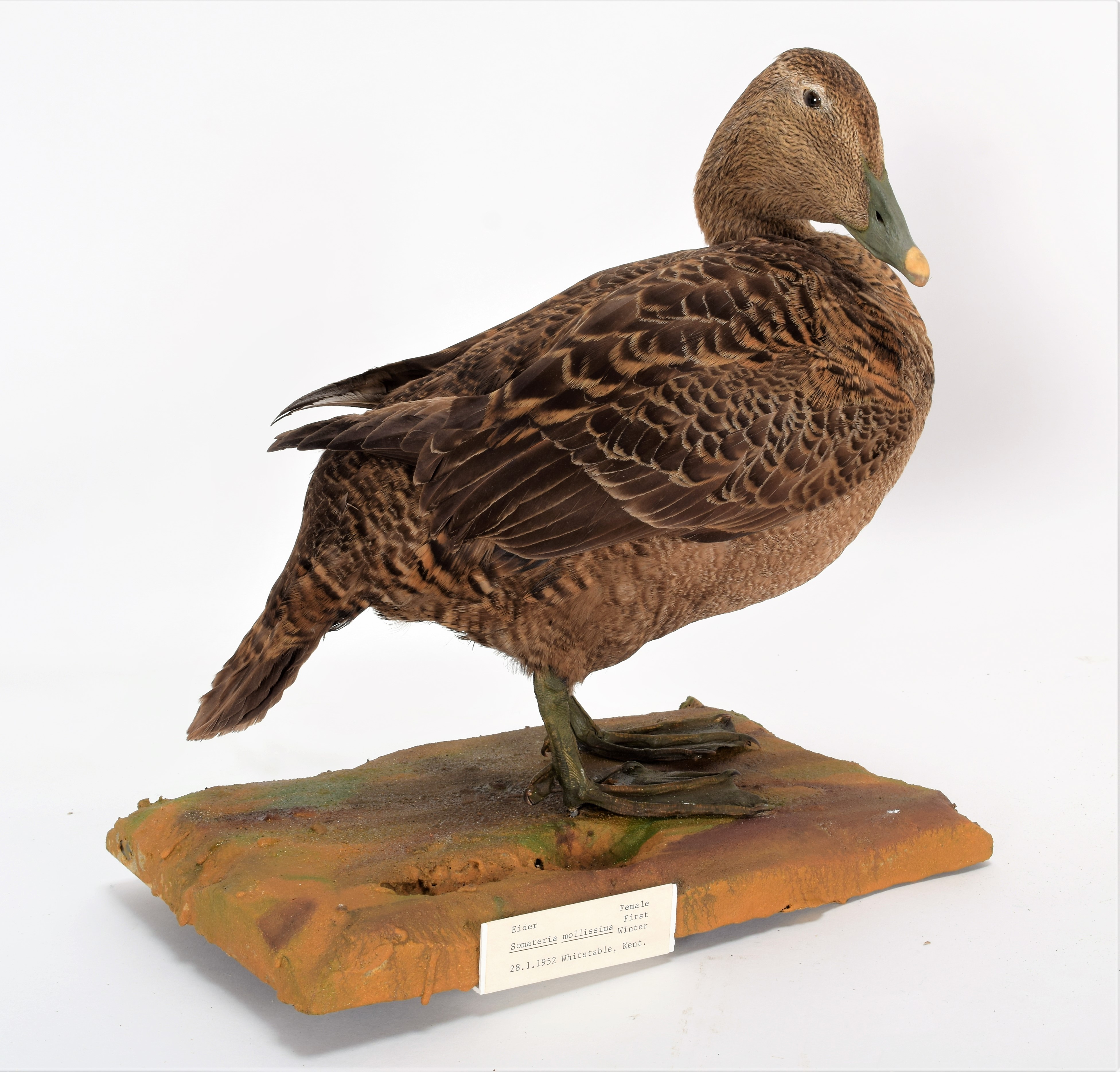 Lot 37 - Taxidermy: A Pair of Common Eider Ducks