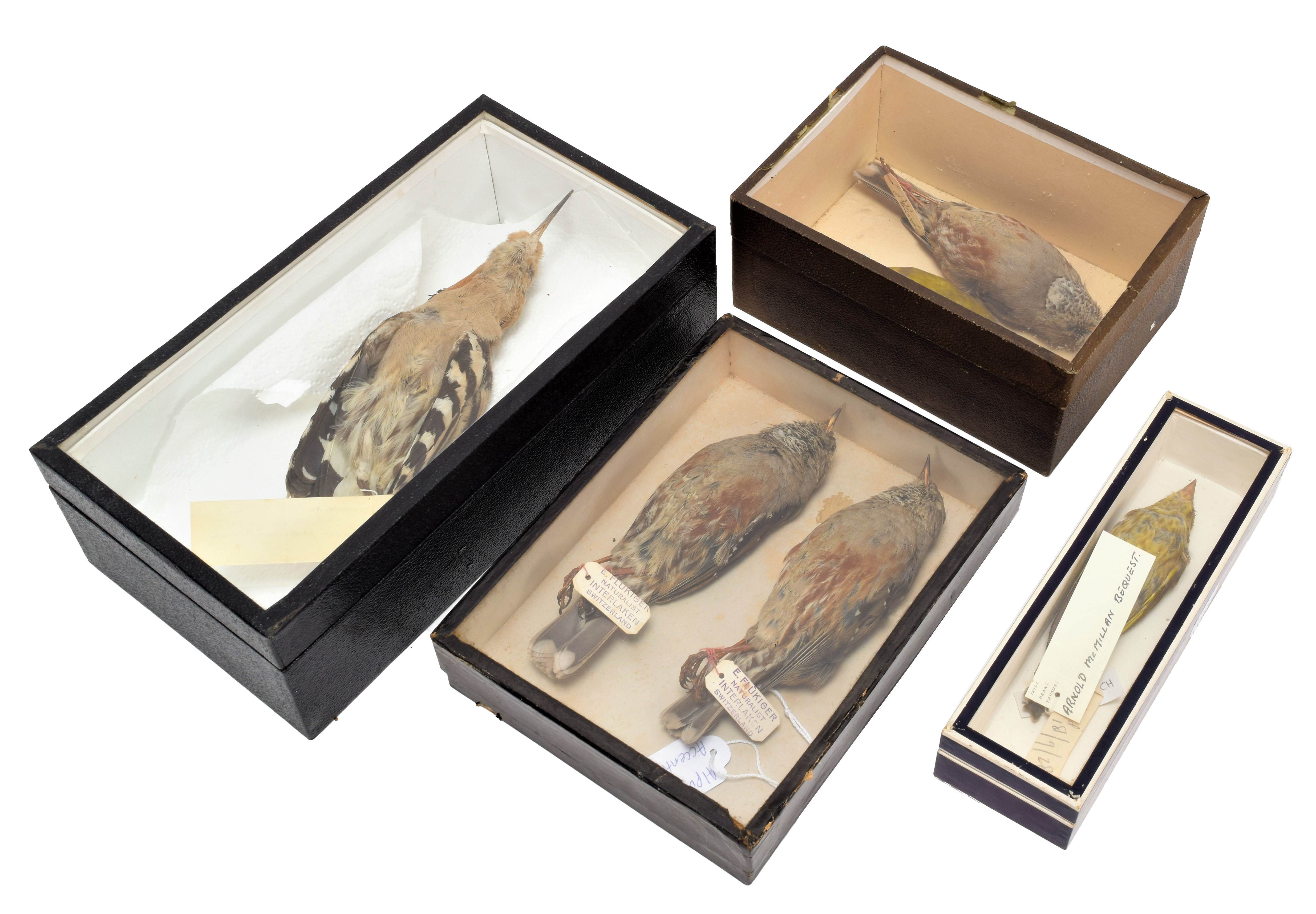 Lot 14 - Taxidermy: A Group of Study Skins, circa