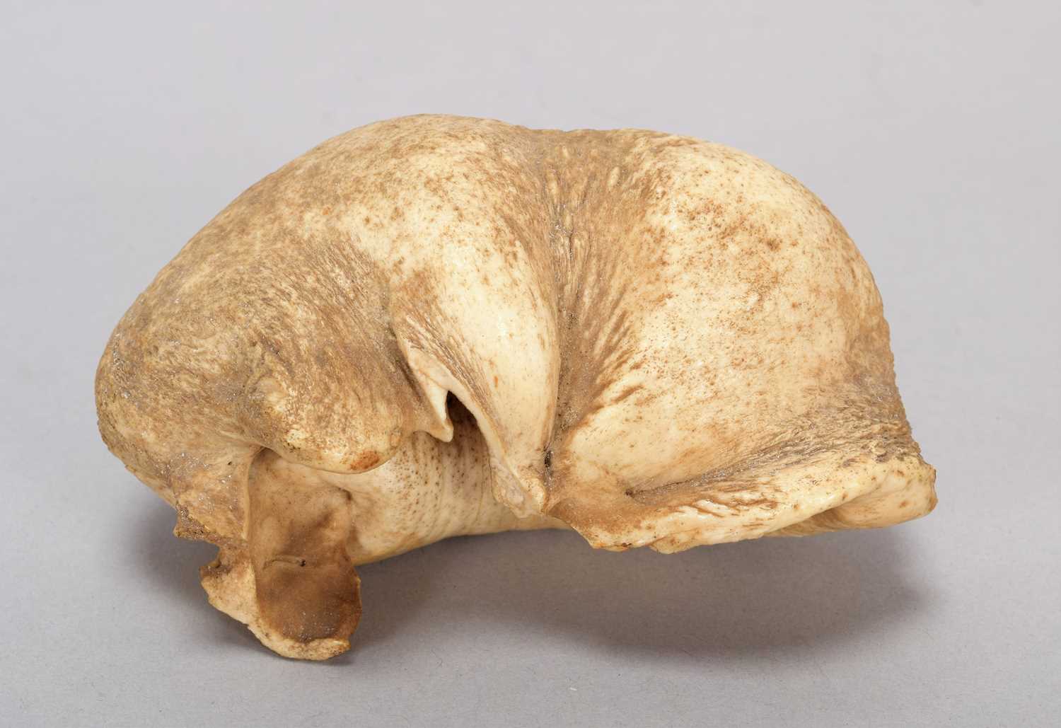 Lot 49 - National History: A Whale Ear Drum, circa