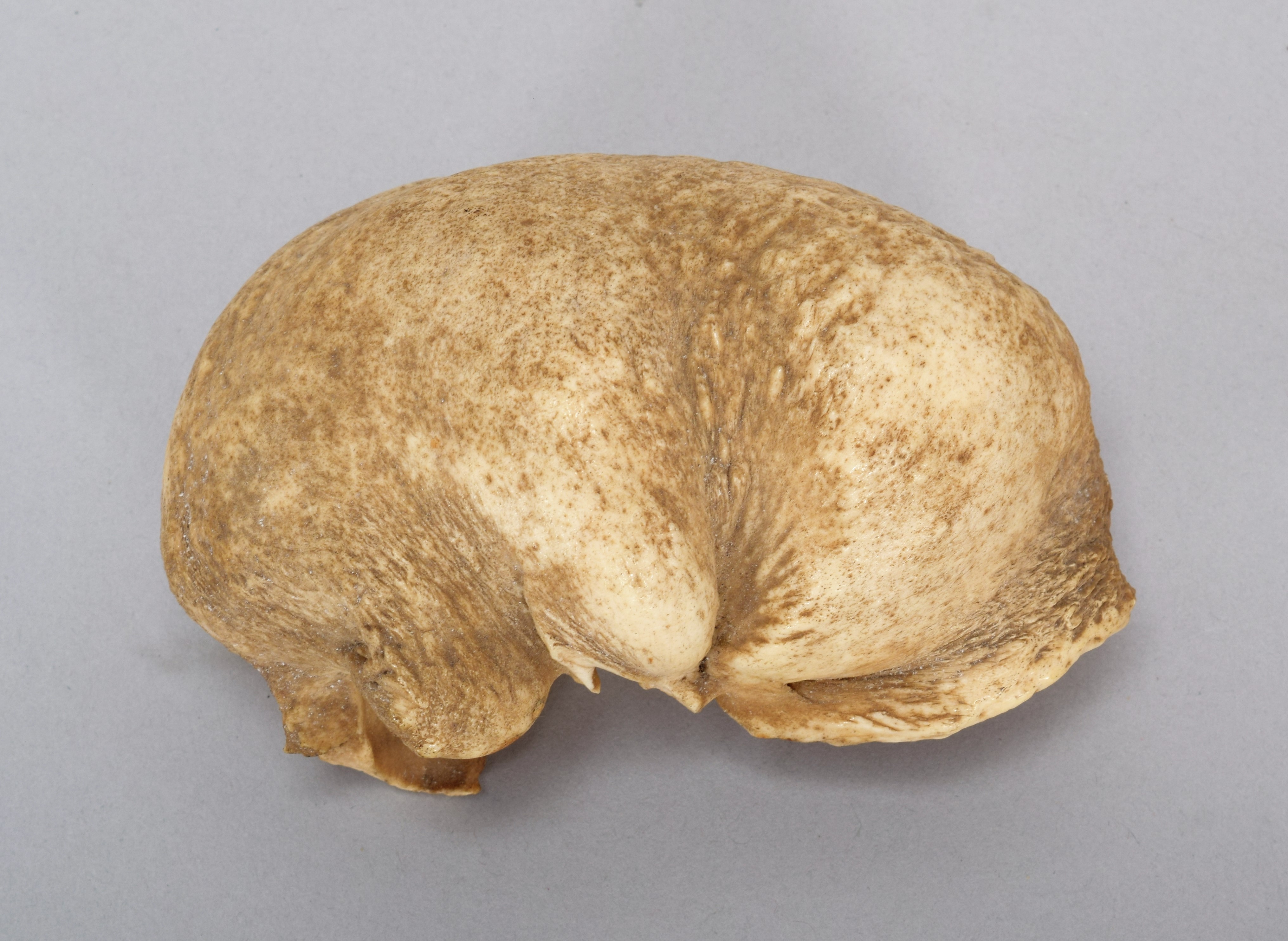 Lot 49 - National History: A Whale Ear Drum, circa