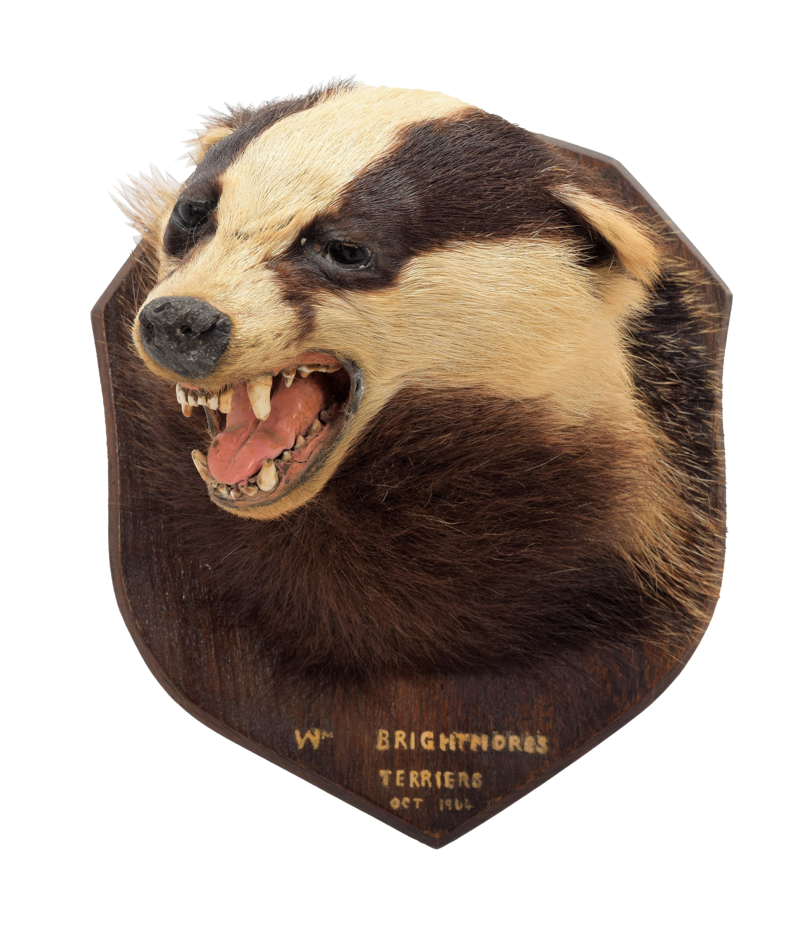 Lot 71 - Taxidermy: European Badger Mask (Meles meles),