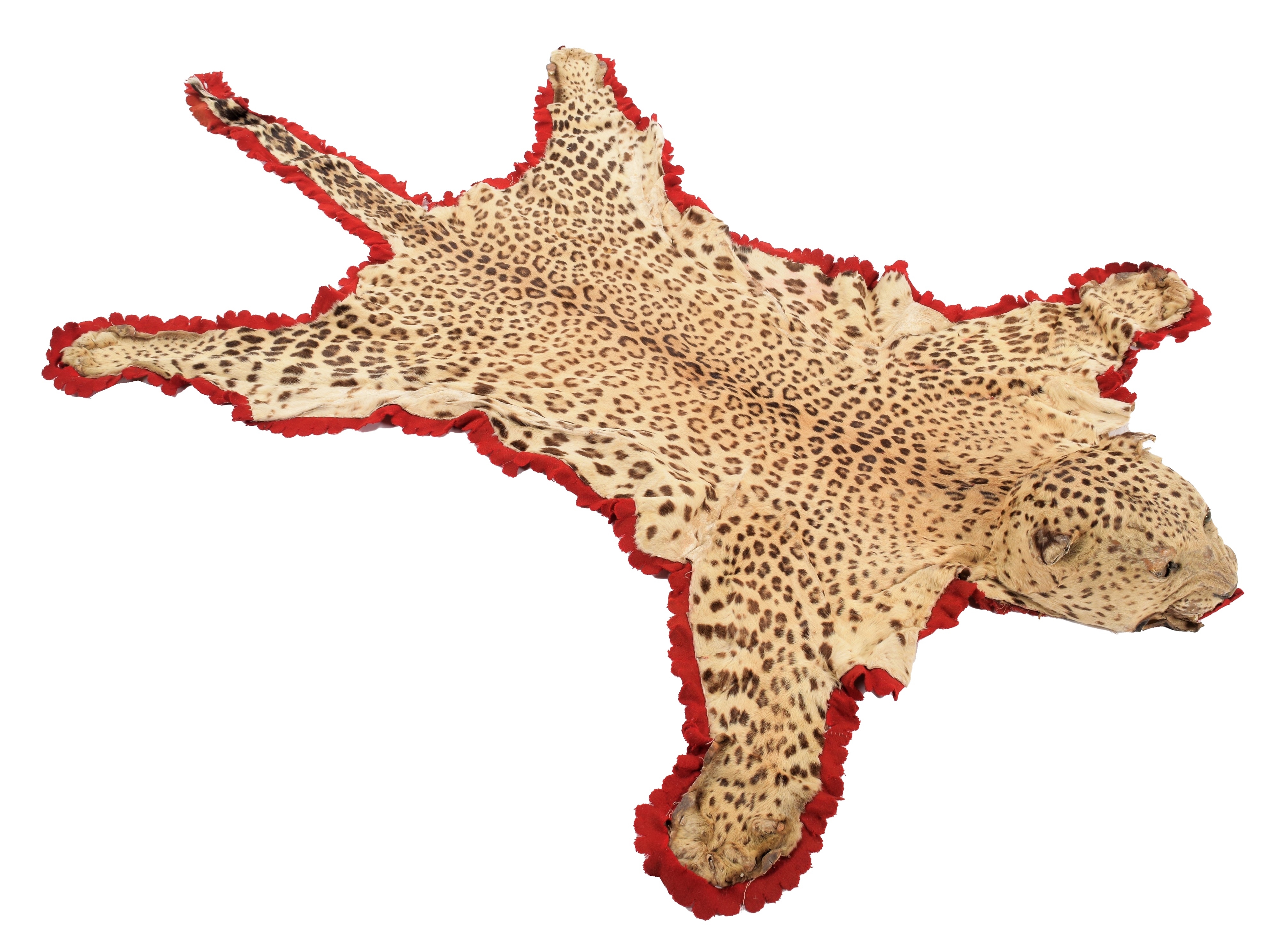 Lot 147 - Taxidermy: Indian Leopard Skin Rug (Panthera