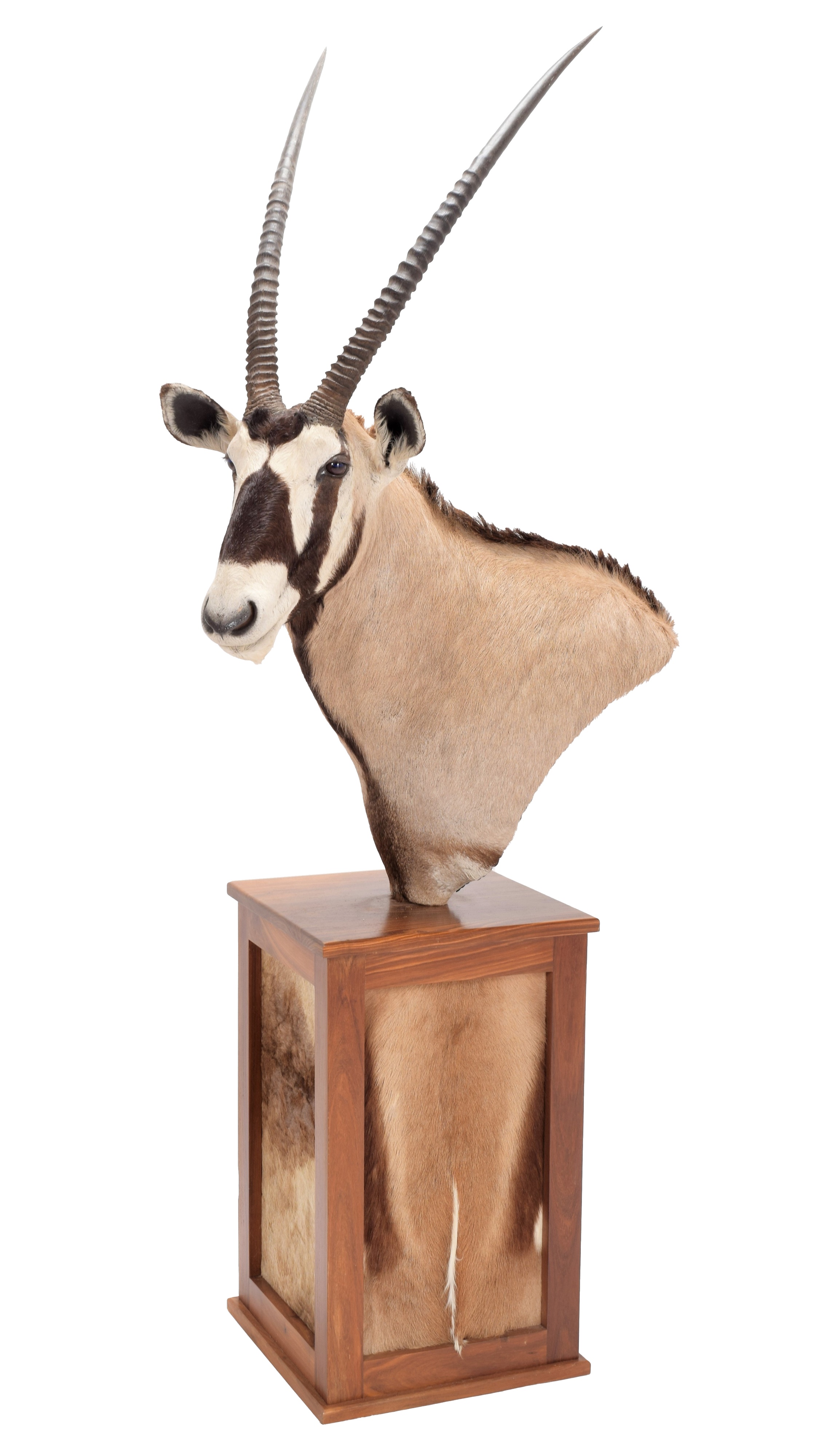 Lot 333 - Taxidermy: Gemsbok Oryx Pedestal Mount
