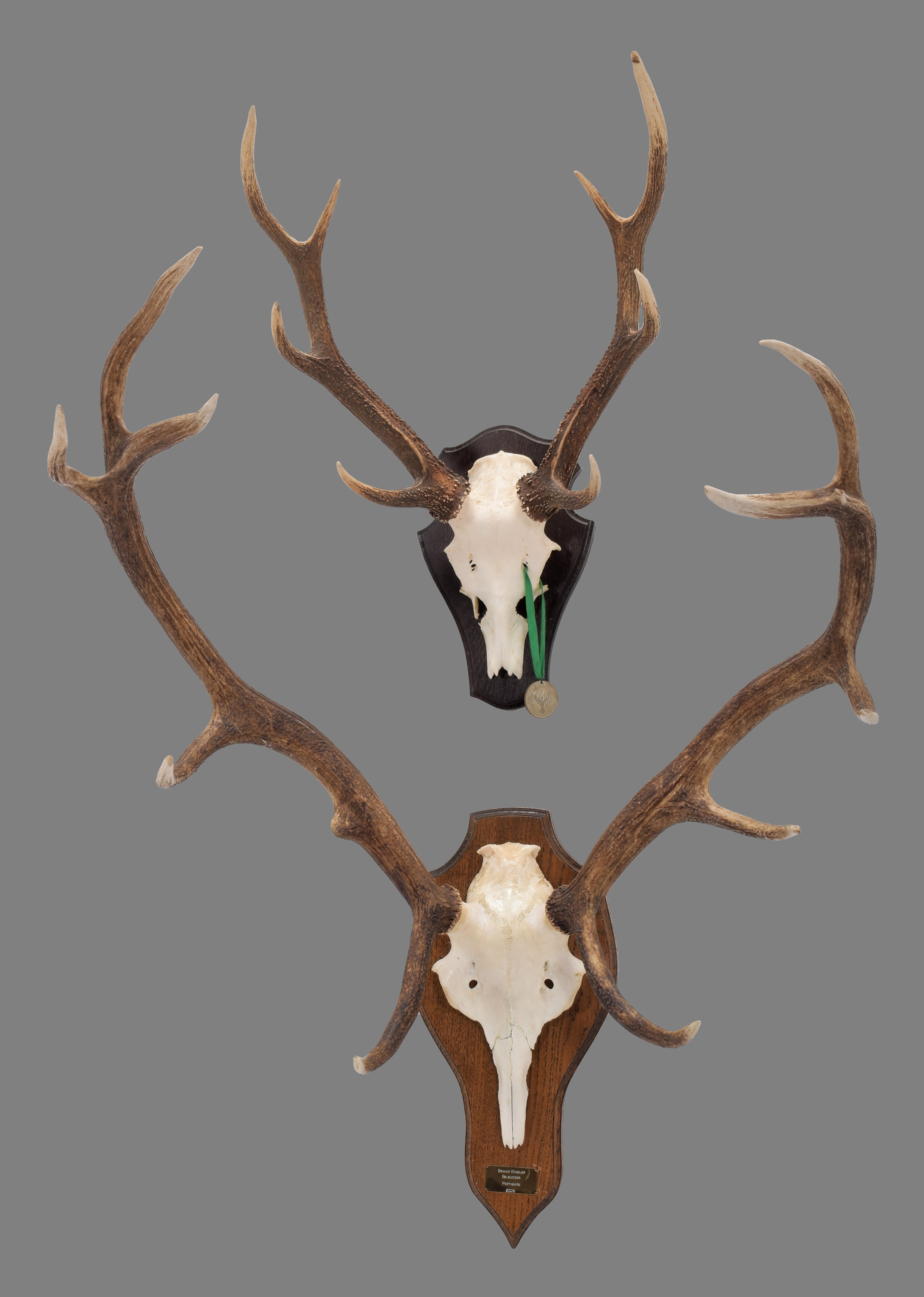 Lot 65 - Antlers/Horns: Scottish Red Deer & Sika Deer