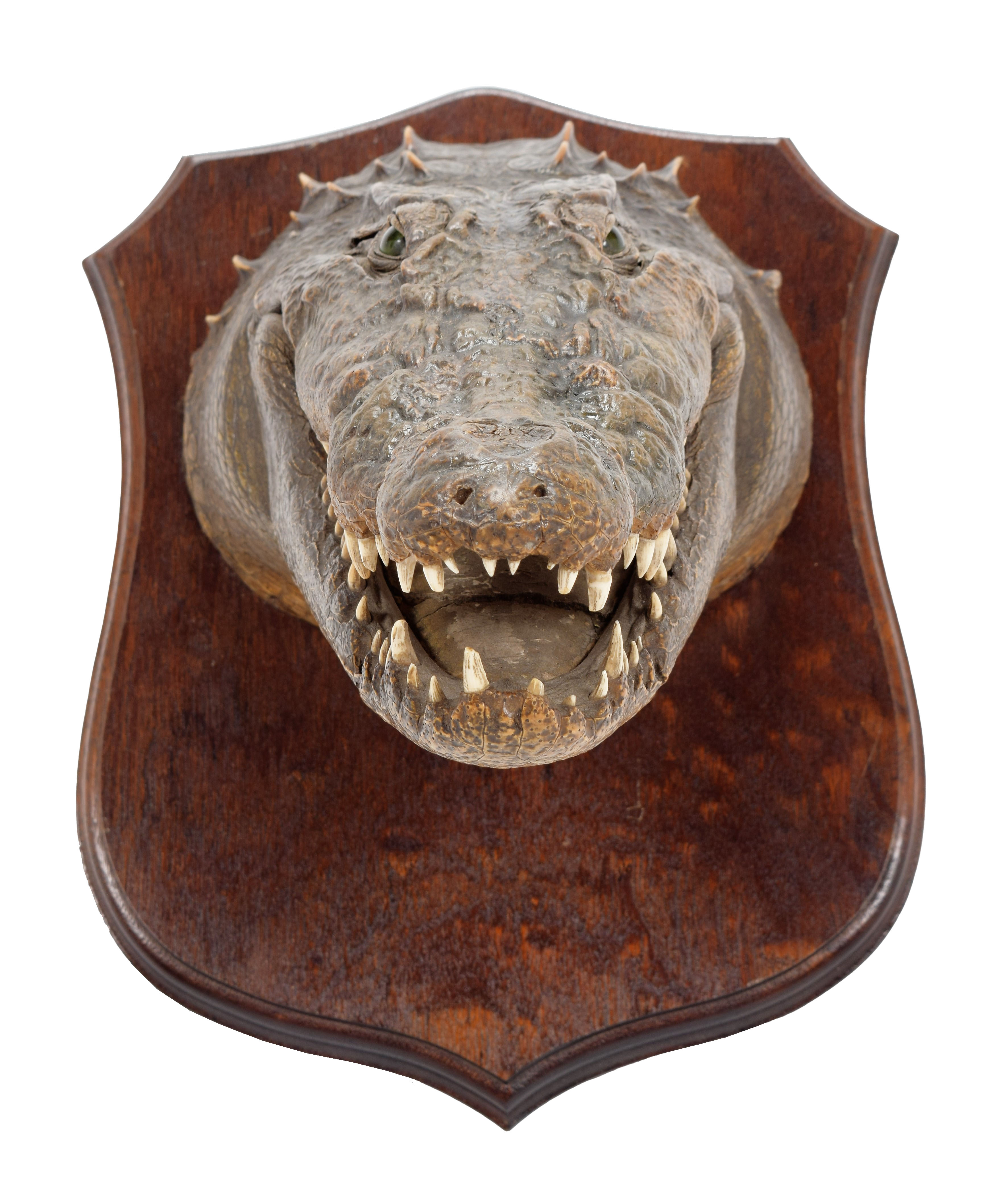 Lot 338 - Taxidermy: A Mugger Crocodile Head Mount