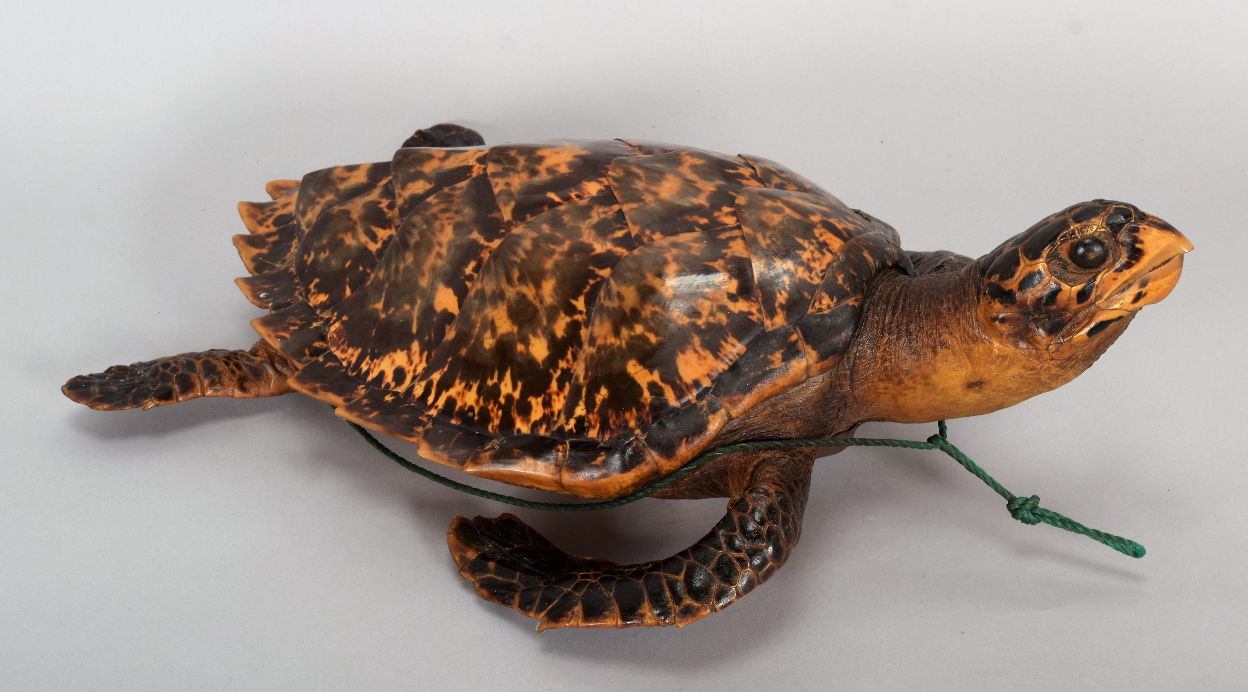 Lot 32 - Taxidermy: Hawksbill Sea Turtle (Eretmochelys