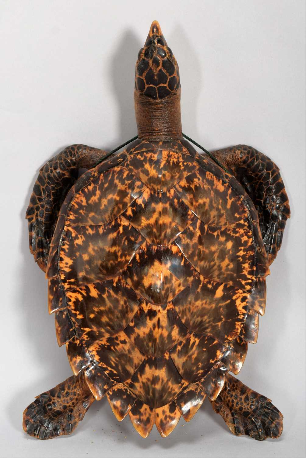 Lot 32 - Taxidermy: Hawksbill Sea Turtle (Eretmochelys