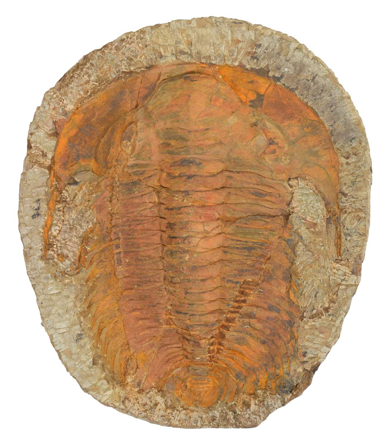 Lot 223 - Fossils: Trilobite & Mixopterus Fossils, a