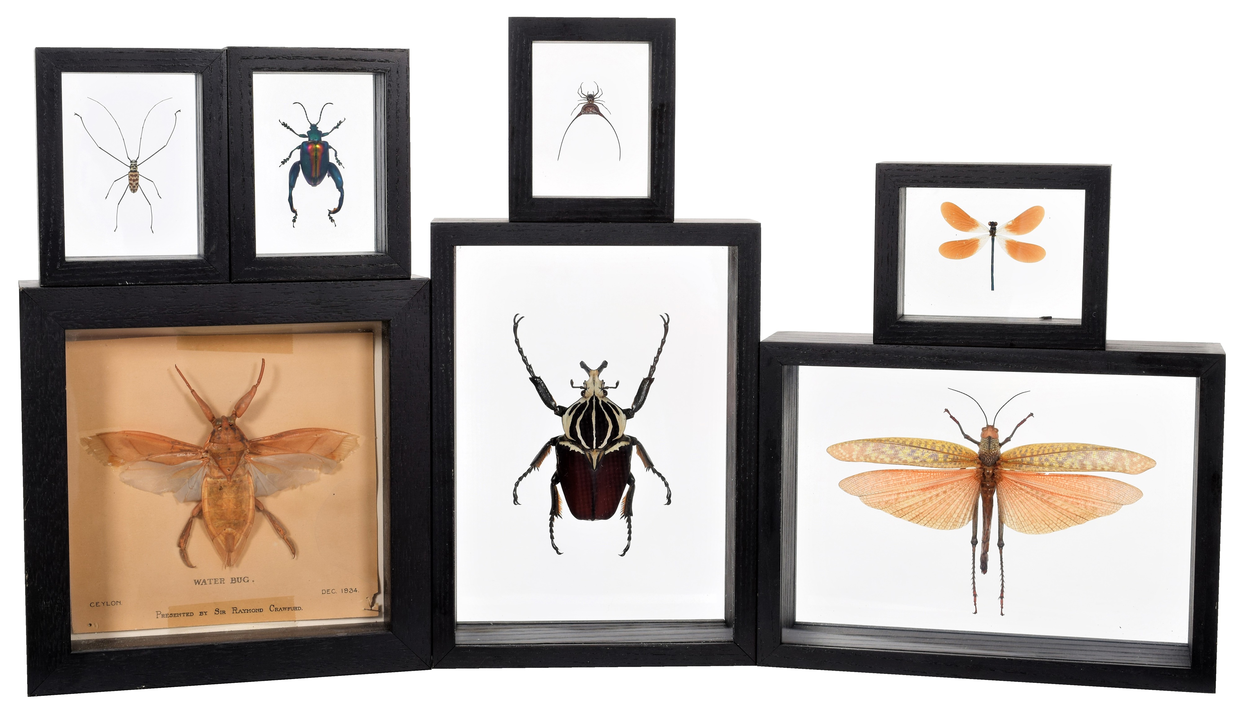 Lot 100 - Entomology/Coleoptera: A Group of Various