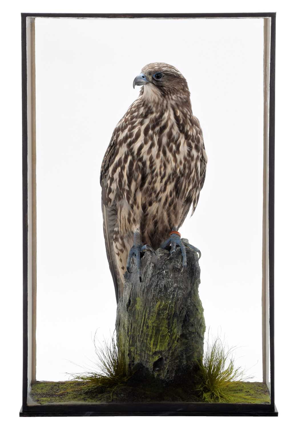 Lot 222 - Taxidermy: A Cased Black Gyr Falcon (Falco