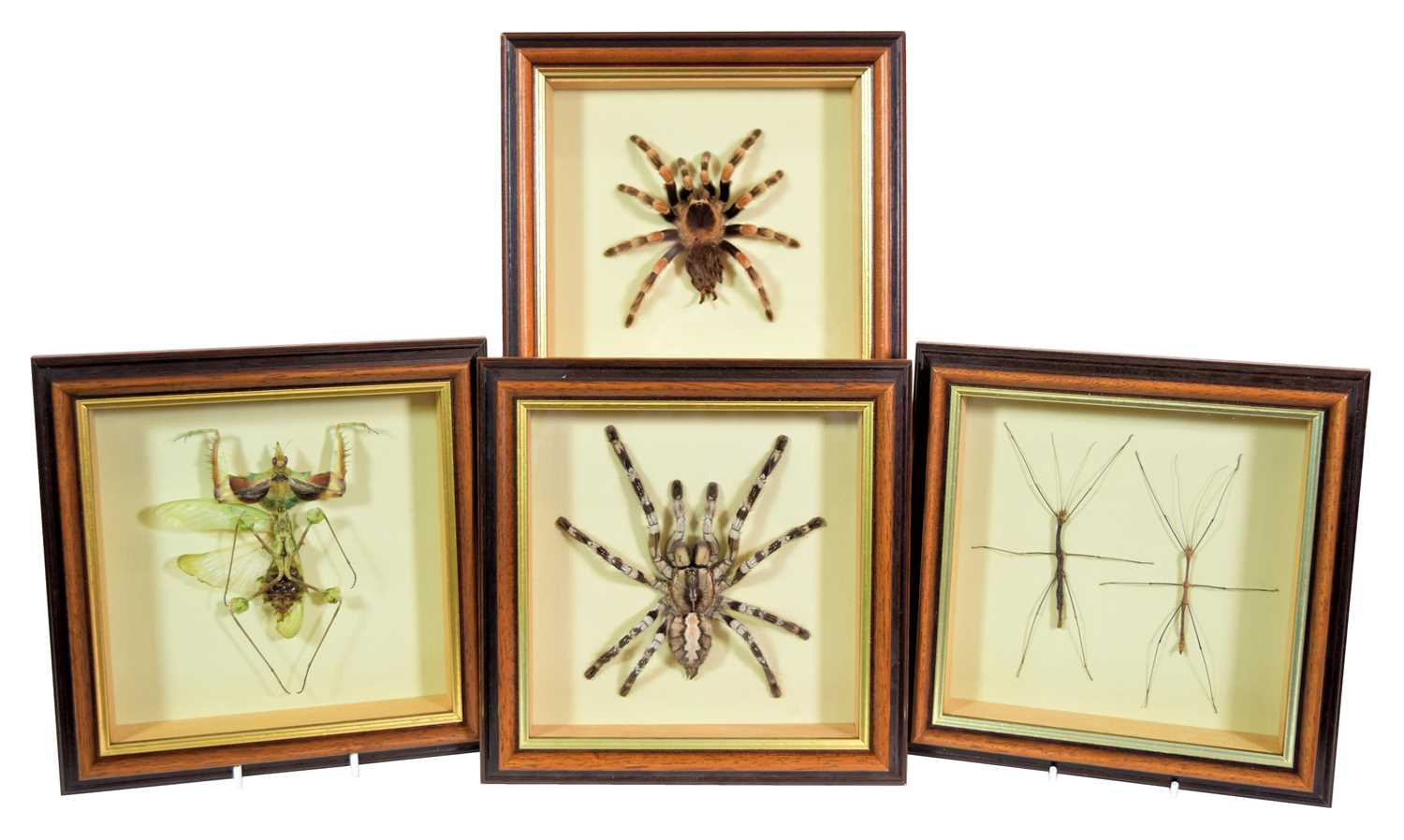 Lot 326 - Entomology: A Collection of Arachnids,