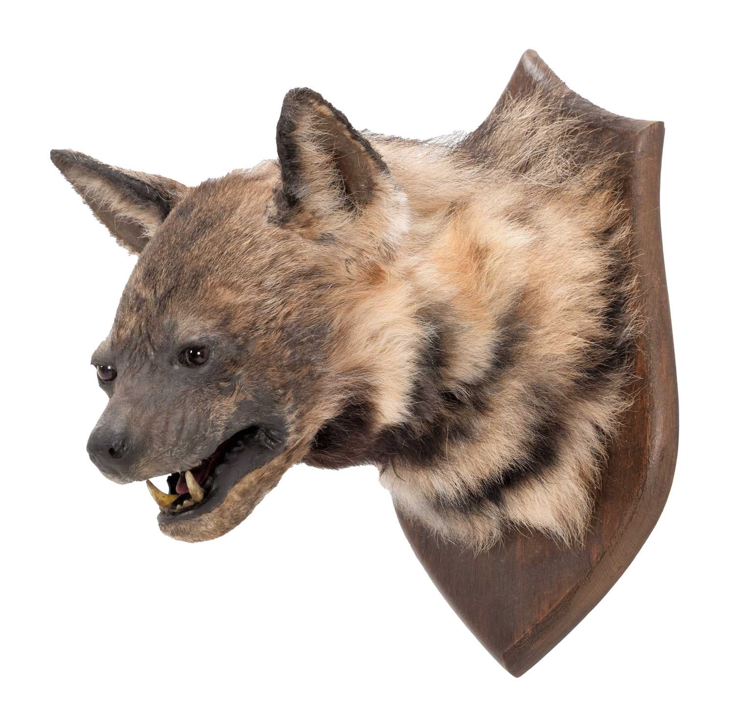 Lot 171 - Taxidermy: A Striped Hyena (Hyaena hyaena),