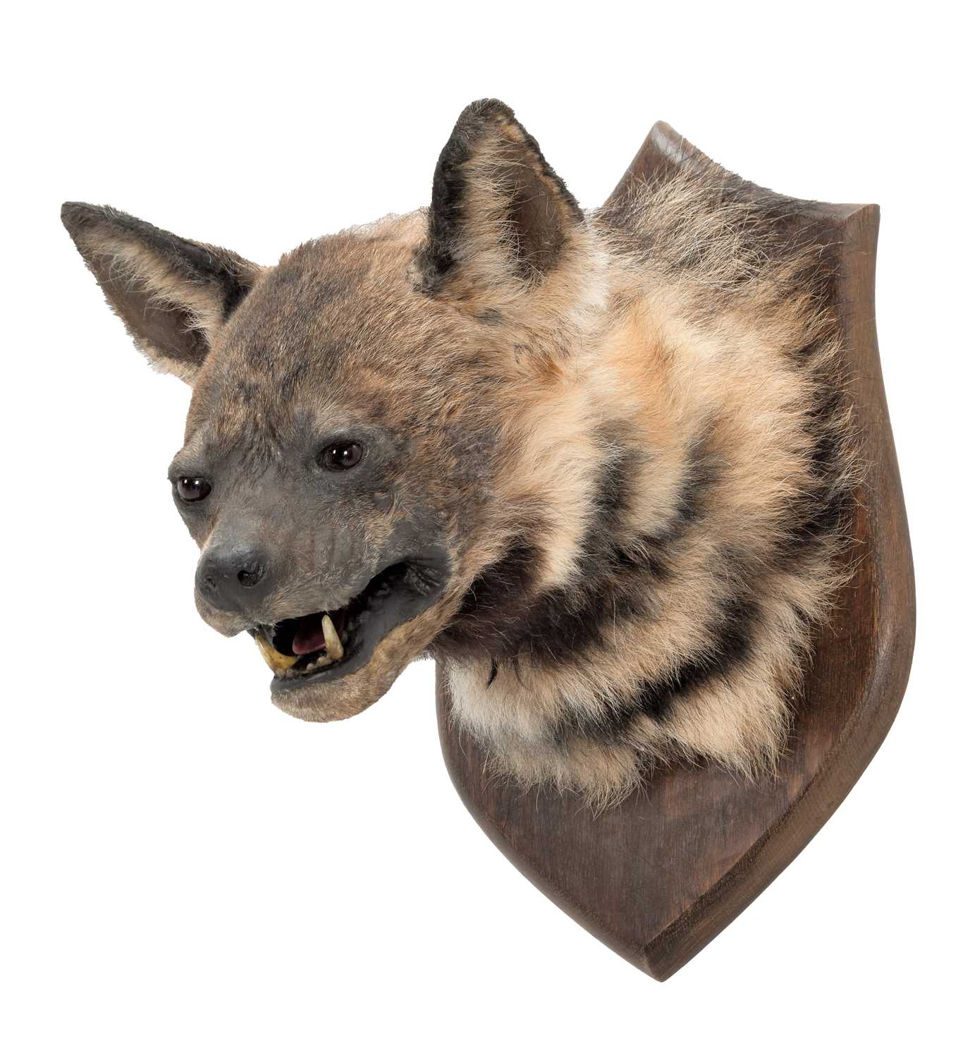 Lot 171 - Taxidermy: A Striped Hyena (Hyaena hyaena),