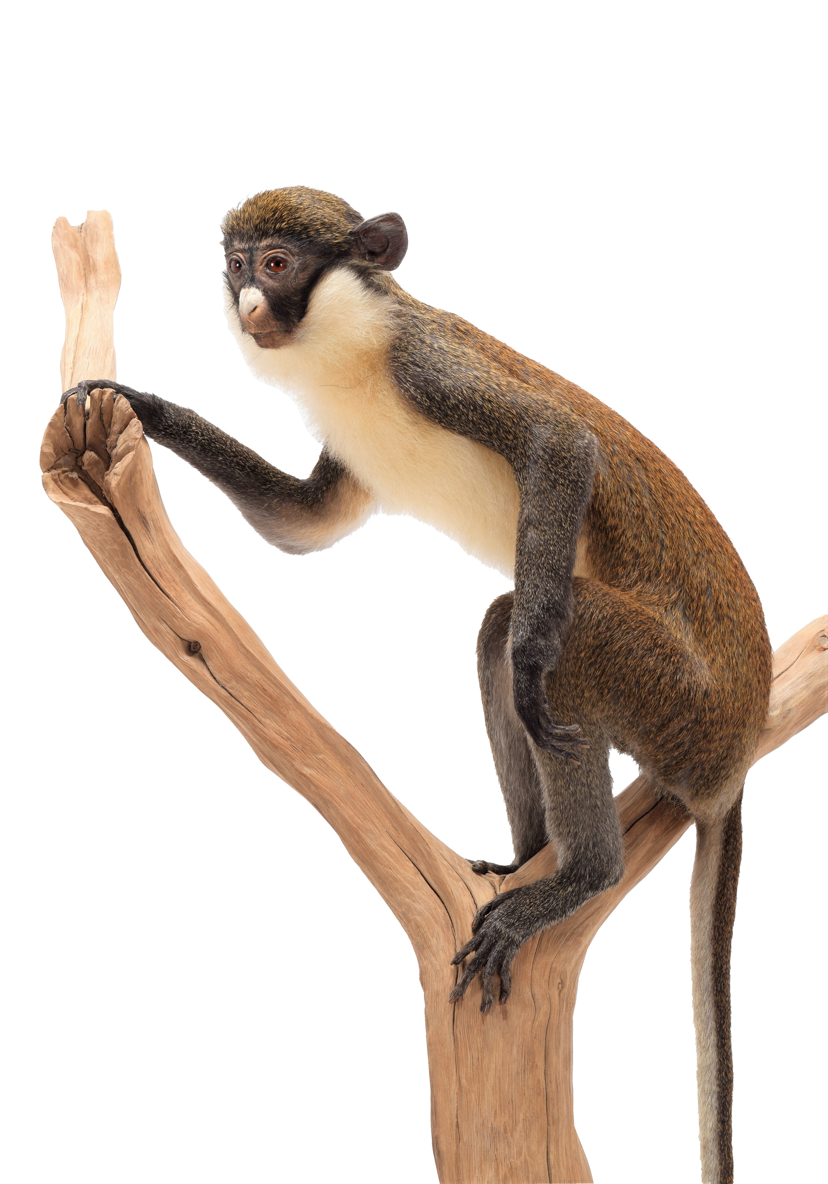 Lot 62 - Taxidermy: A Lesser Spot-Nosed Guenon Monkey