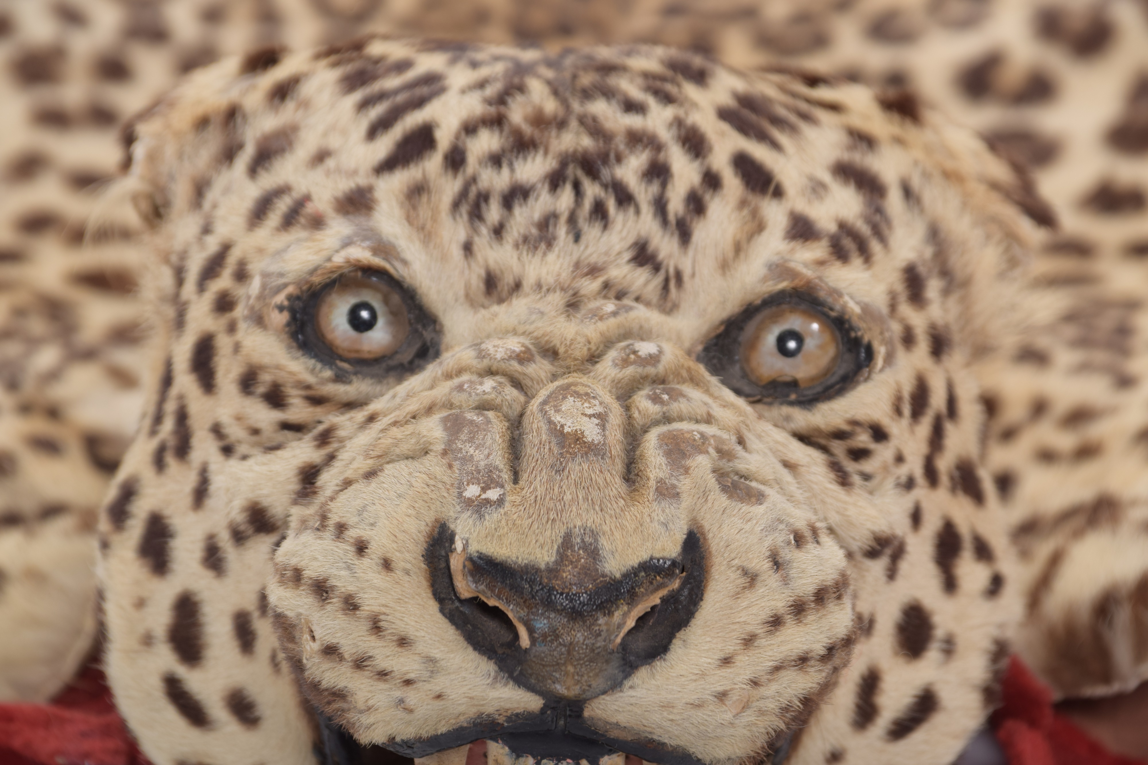 Lot 91 - Taxidermy: Indian Leopard Skin Rug (Panthera