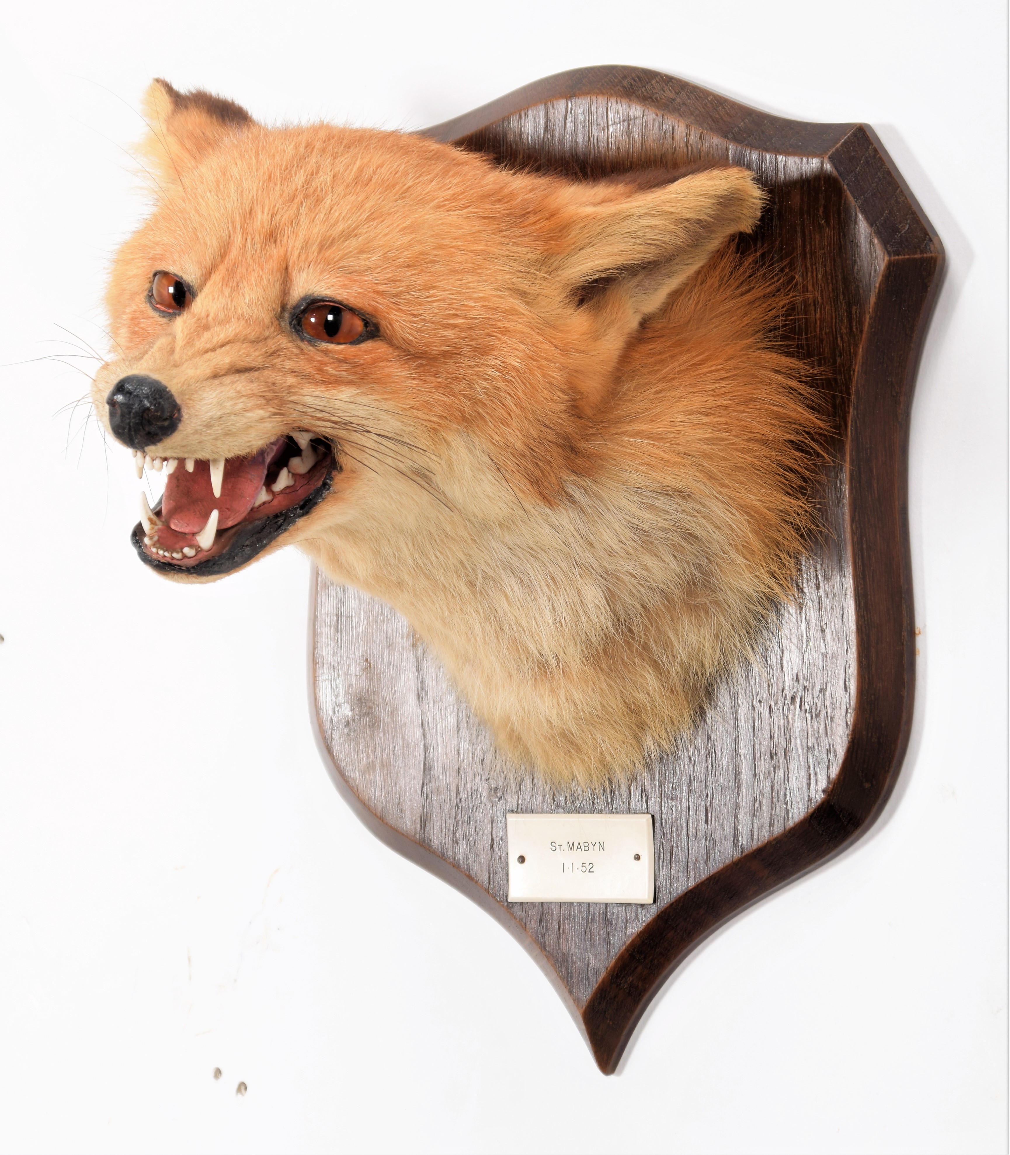 Lot 169 - Taxidermy: Red Fox Mask (Vulpes vulpes),