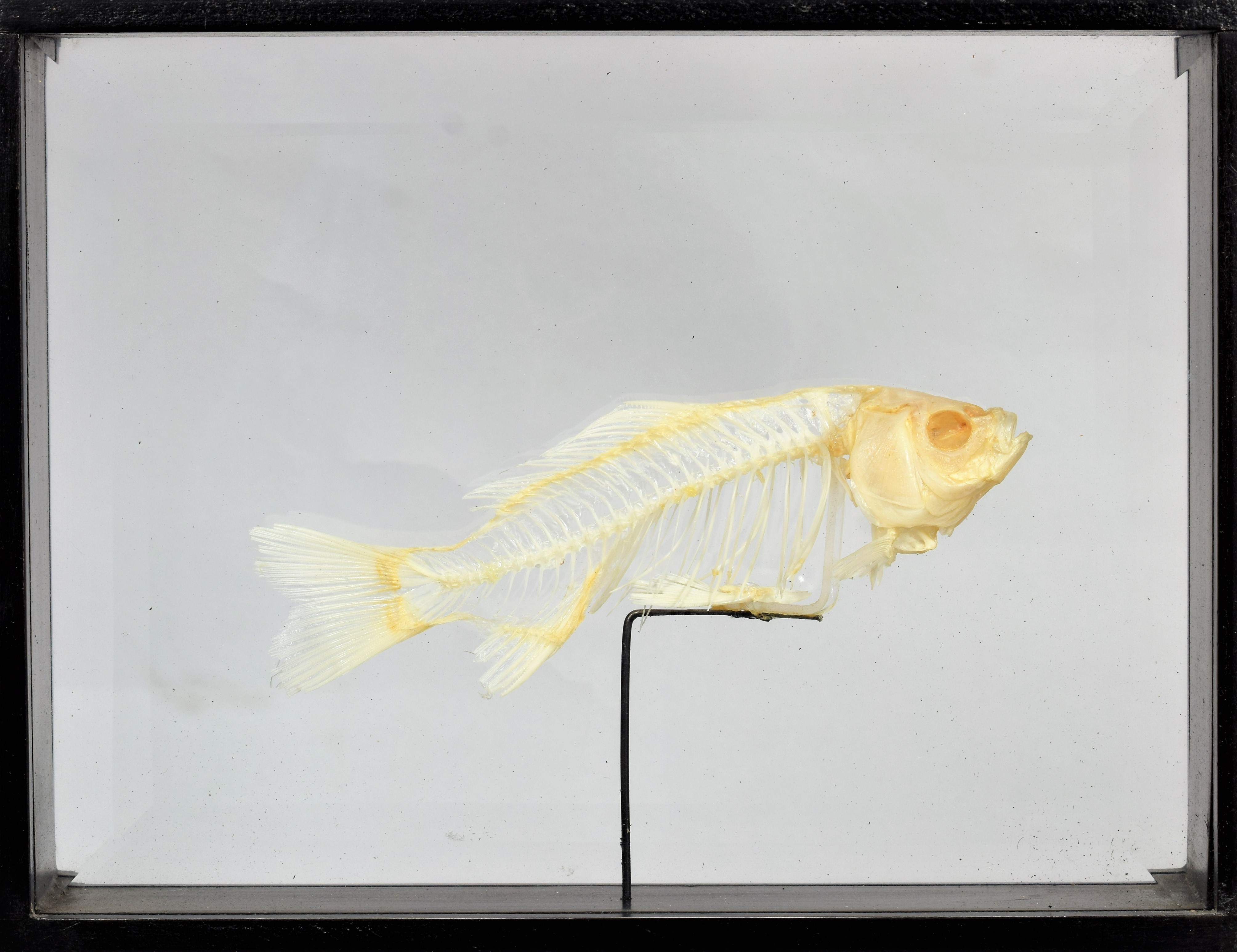 Lot 132 - Skeletons/Anatomy: A Cased Fish Skeleton, a