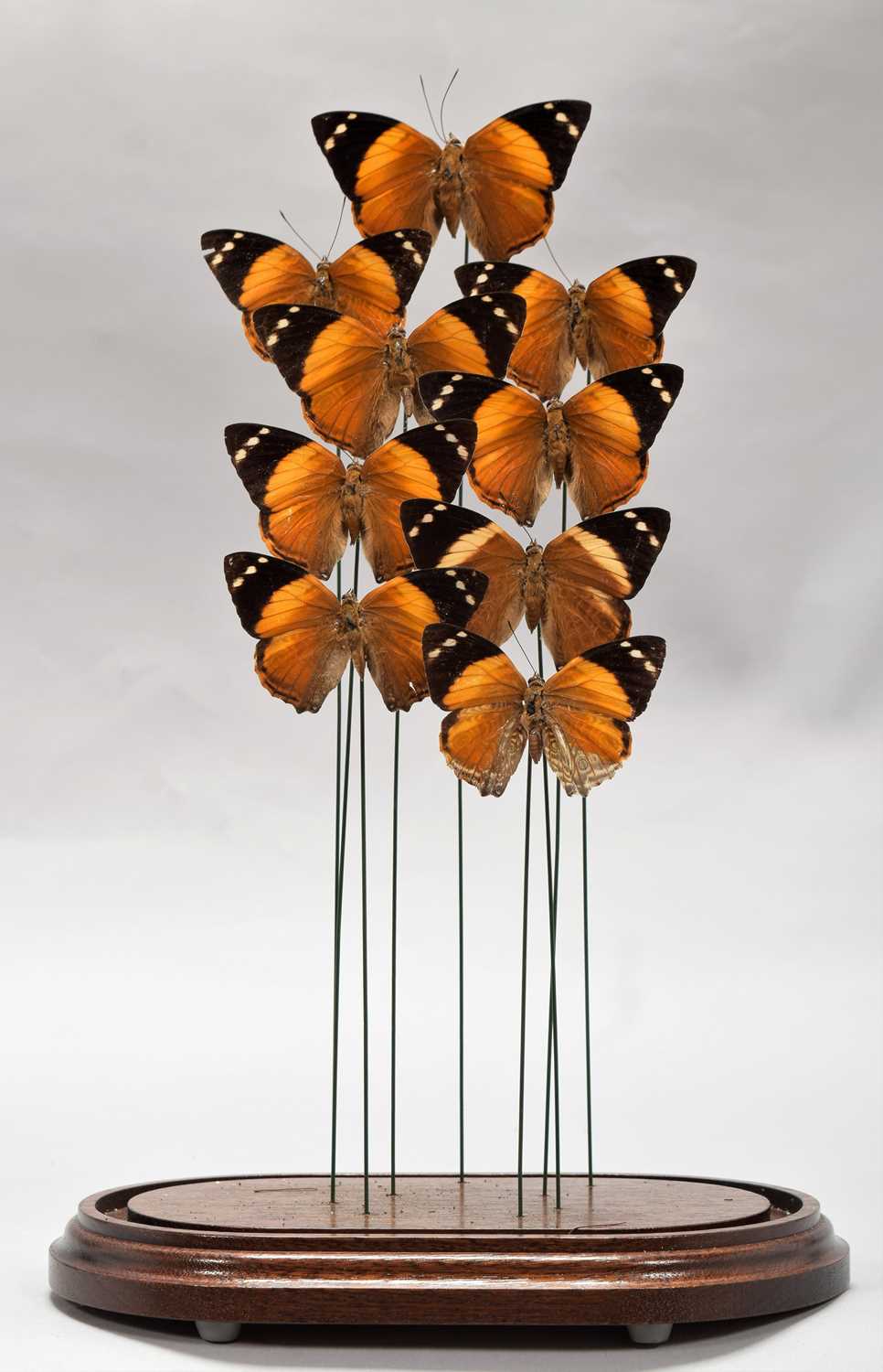 Entomology: A Display of Nine Tropical Butterflies,