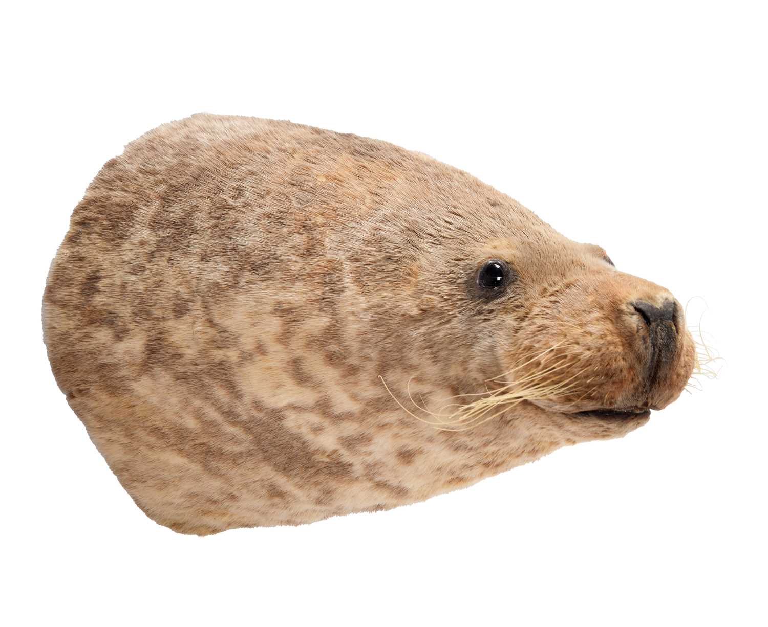 Lot 224 - Taxidermy: A Common or Harbor Seal (Phoca