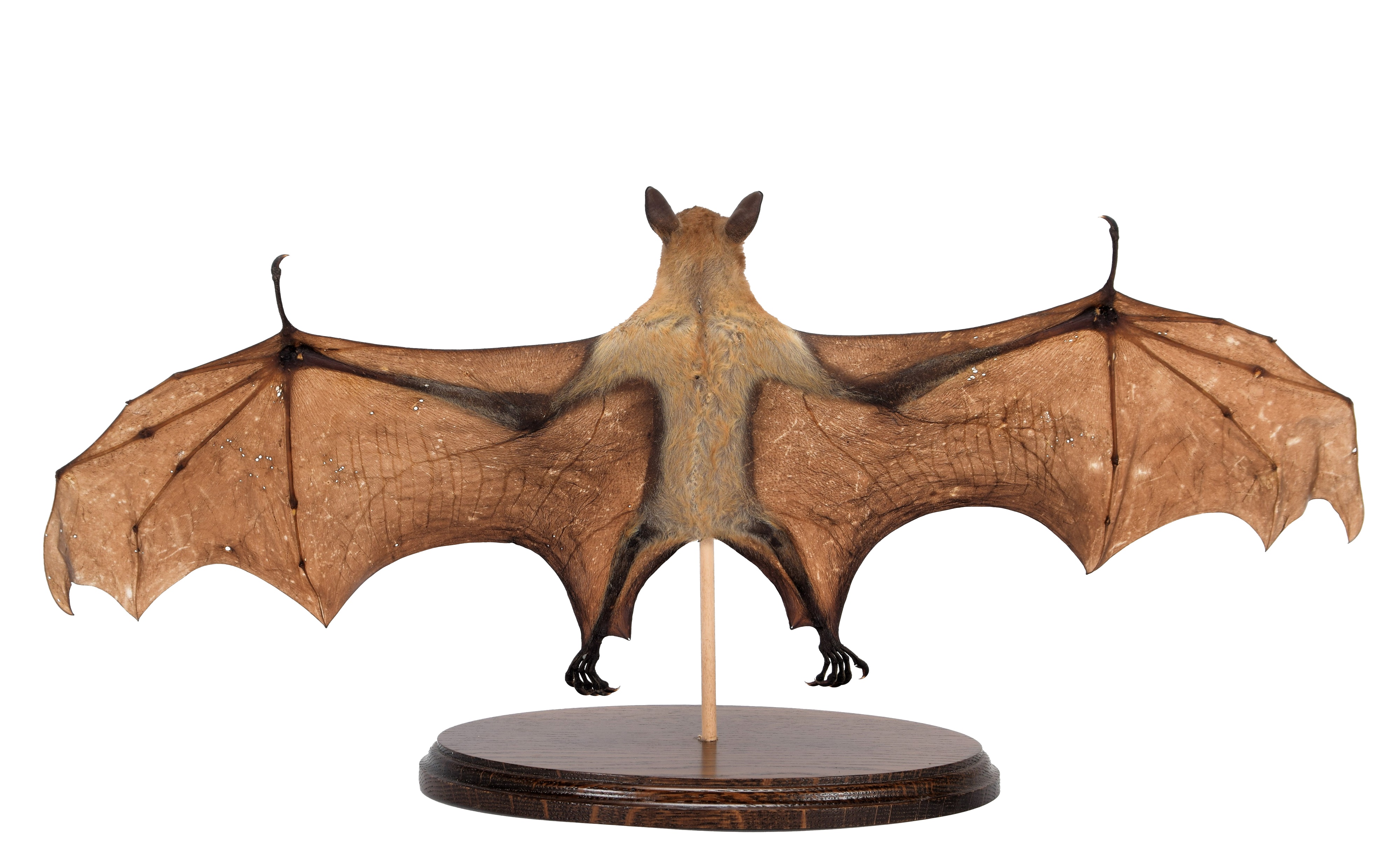 Lot 261 - Taxidermy: A Straw-Coloured Fruit Bat