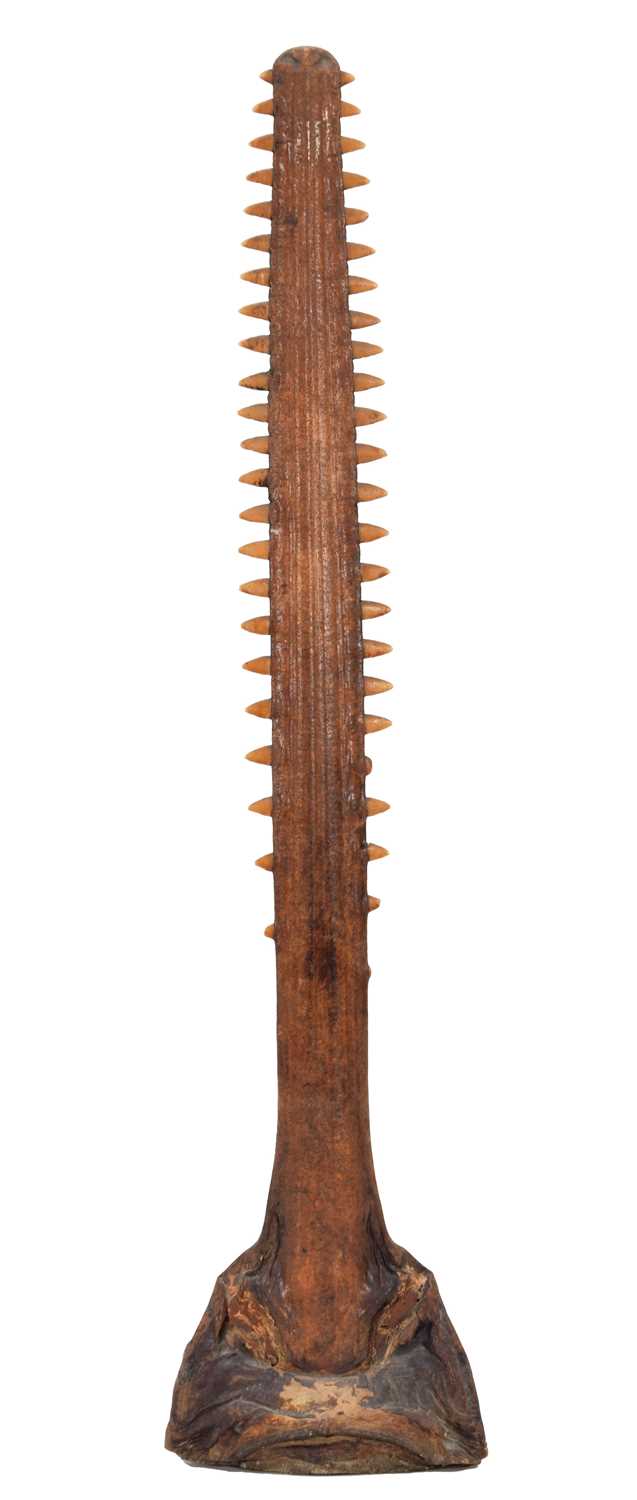 Lot 87 - Natural History: A Sawfish Rostrum (Pristidae