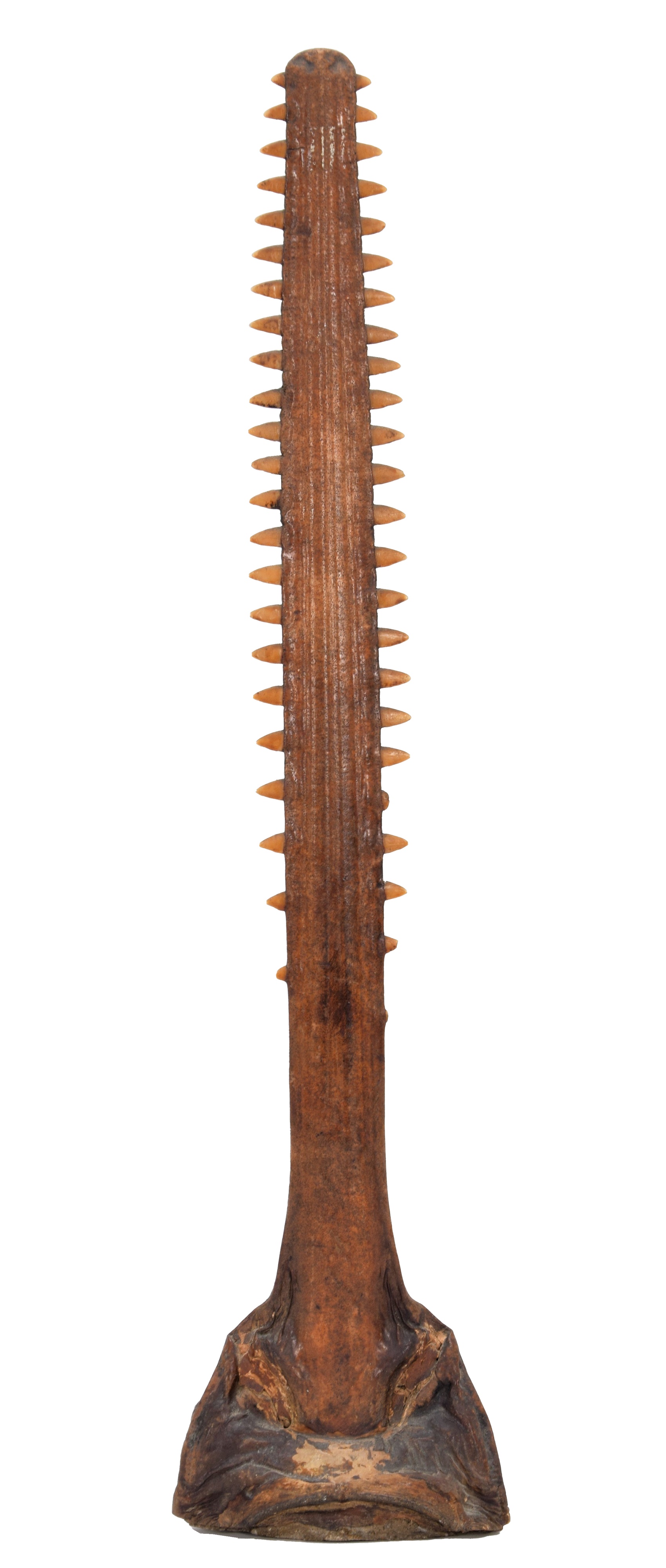 Lot 87 - Natural History: A Sawfish Rostrum (Pristidae