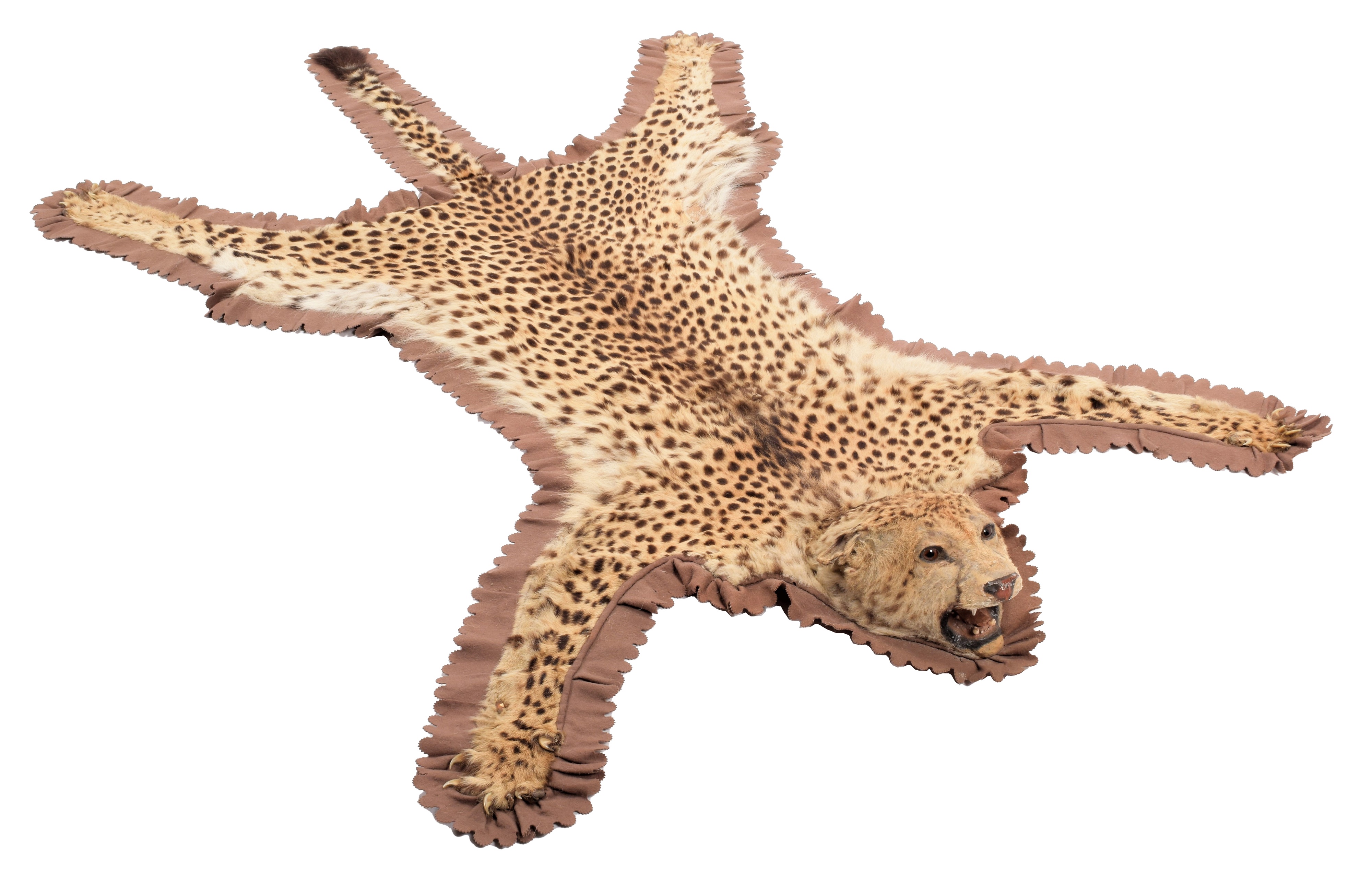 Lot 15 - Taxidermy: African Cheetah Skin Rug (Acinonyx