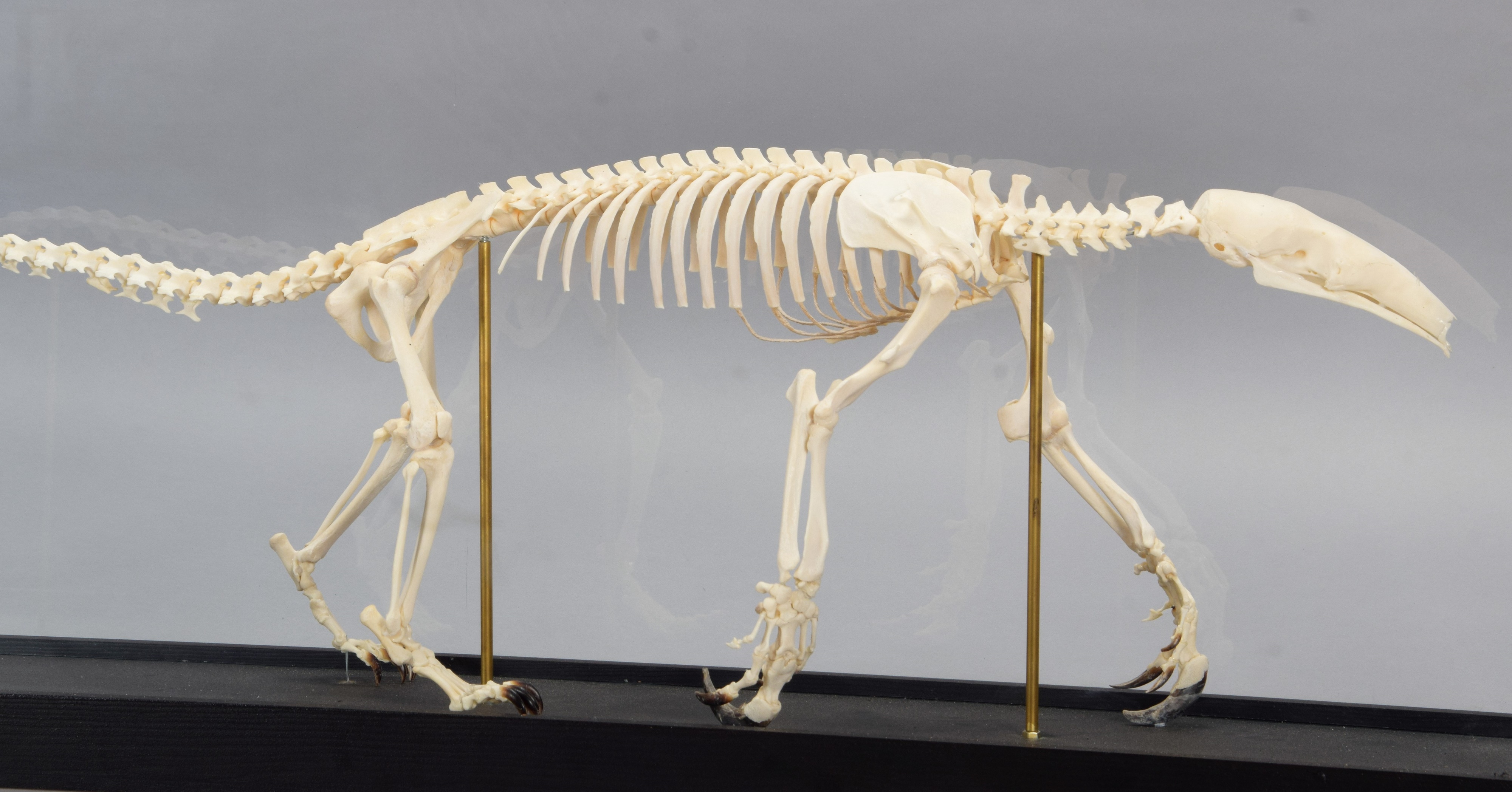Lot 284 - Skeletons/Anatomy: A Cased Southern Tamandua