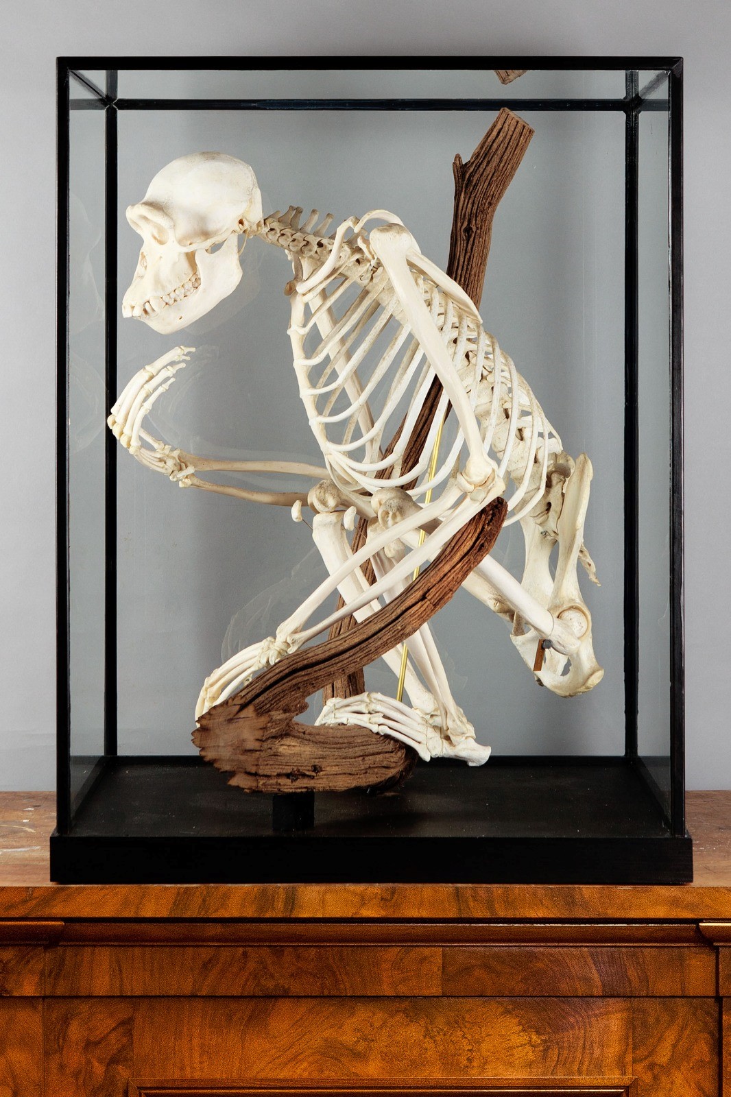 Lot 350 - Skeletons/Anatomy: A Rare Cased Chimpanzee
