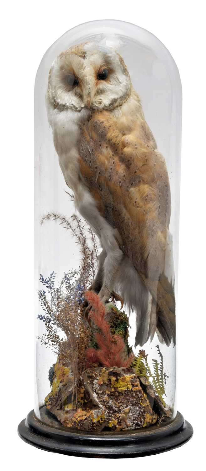 Lot 1169 - Taxidermy: A Victorian Barn Owl (Tito alba),