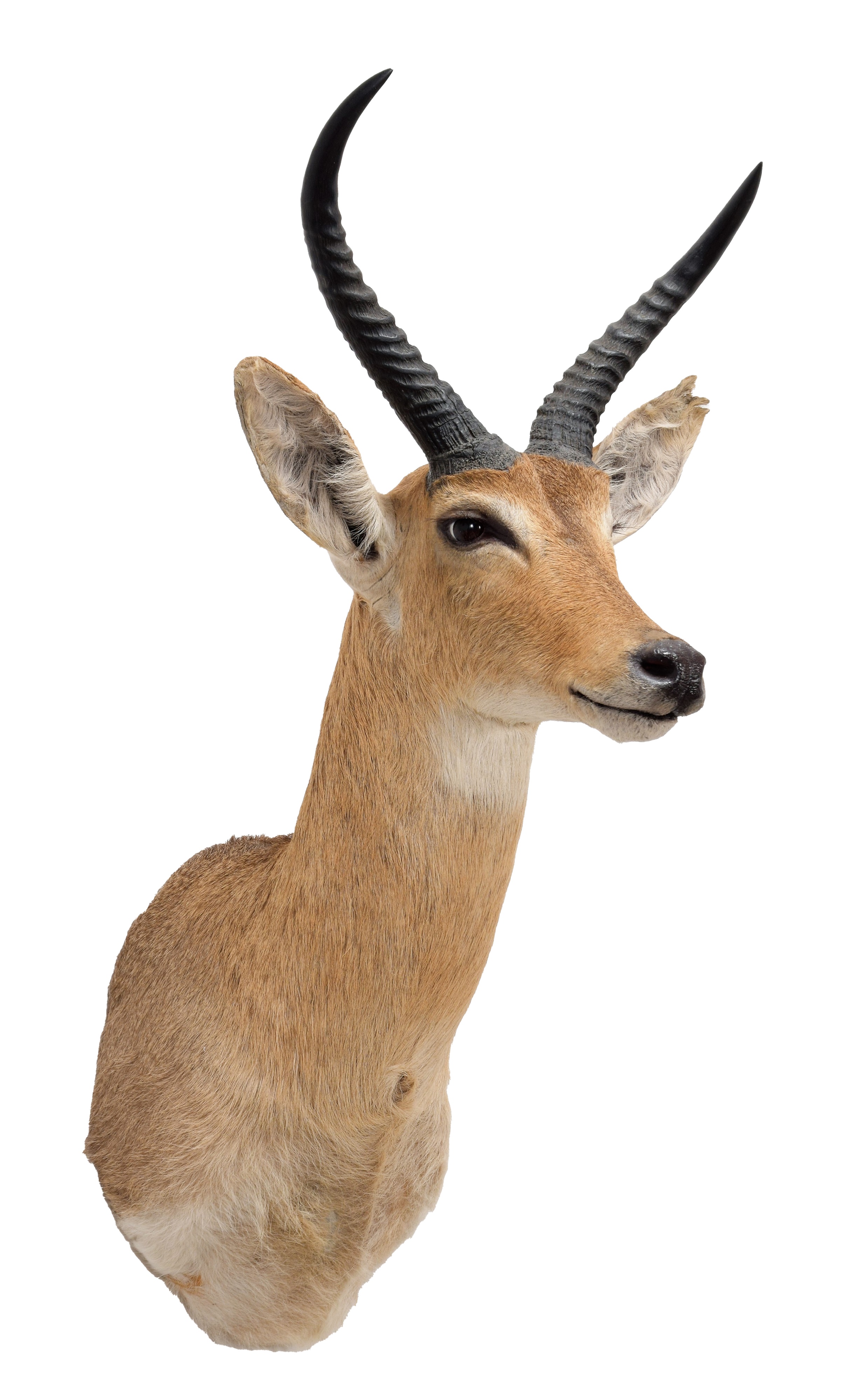 Lot 219 - Taxidermy: Southern Common Reedbuck (Redunca