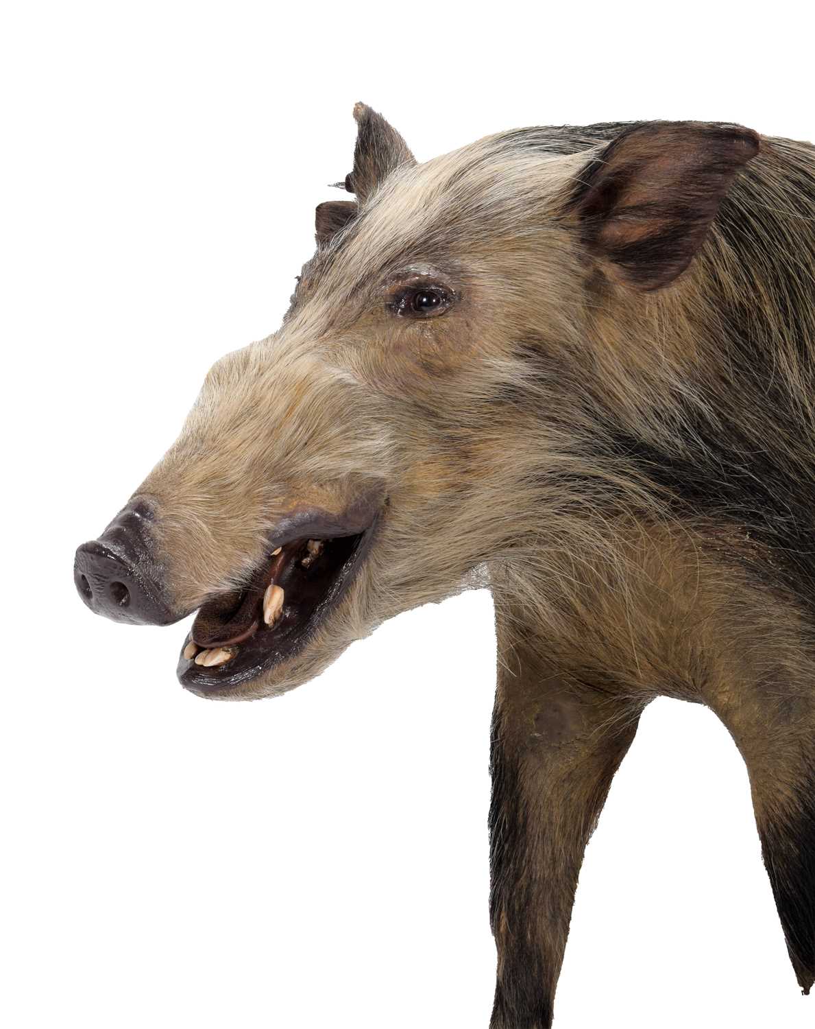 Lot 83 - Taxidermy: African Bushpig (Potamochoerus