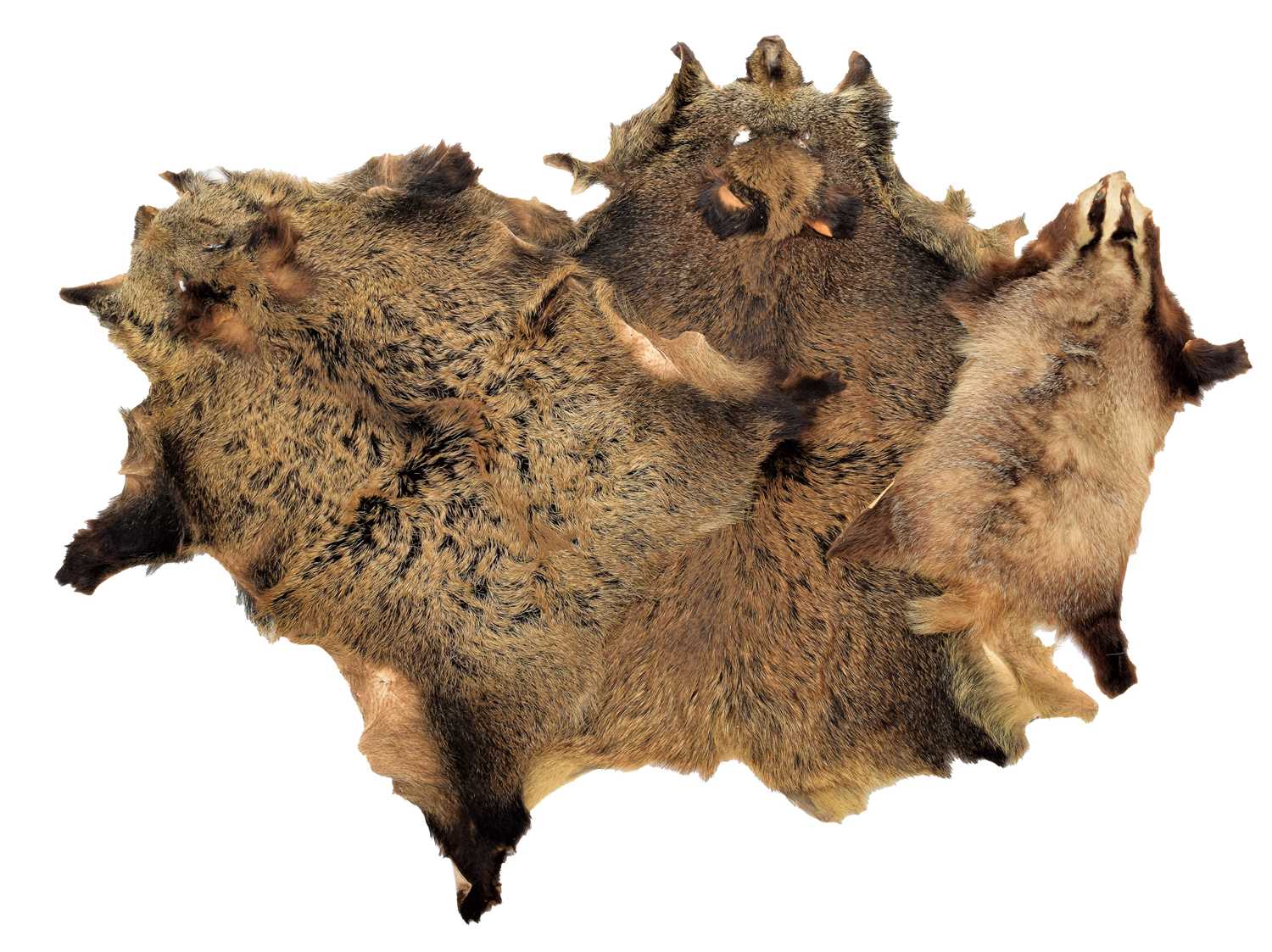 Lot 1126 - Skins/Hides: European Wild Boar & Badger