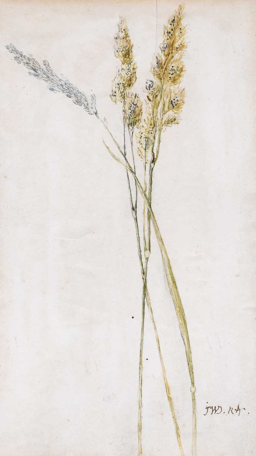 Lot 1039 - James Ward RA (1769-1859) Botanical Study