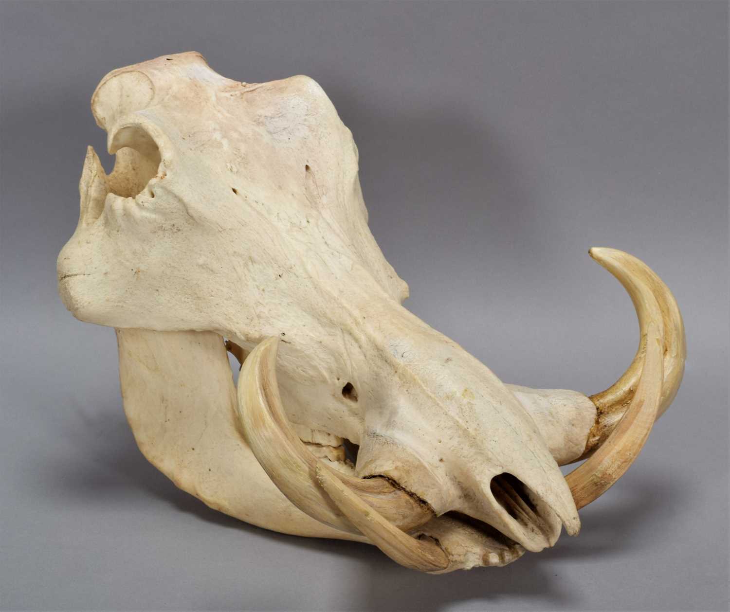 Lot 143 - Skulls/Anatomy: African Common Warthog Skull